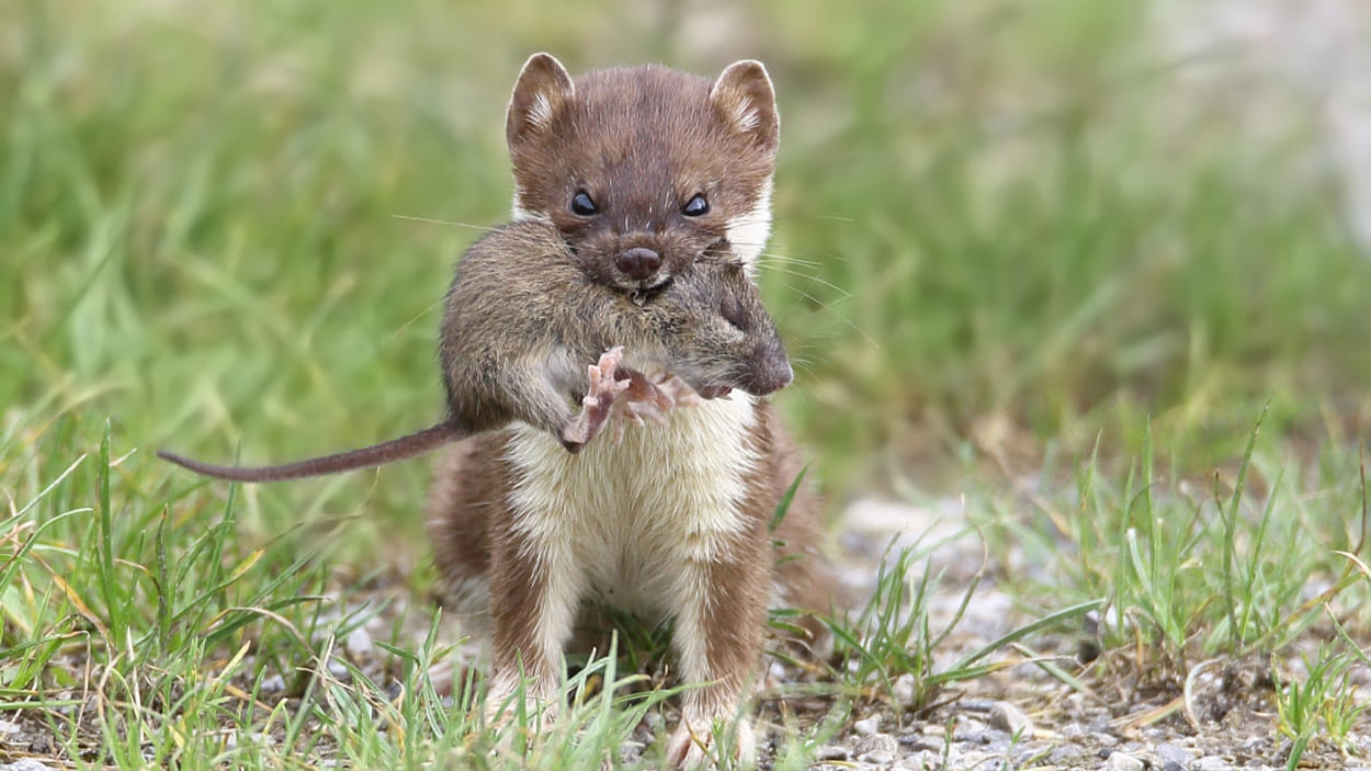 Bunzing, hermelijn en wezel - Vroege Vogels - BNNVARA