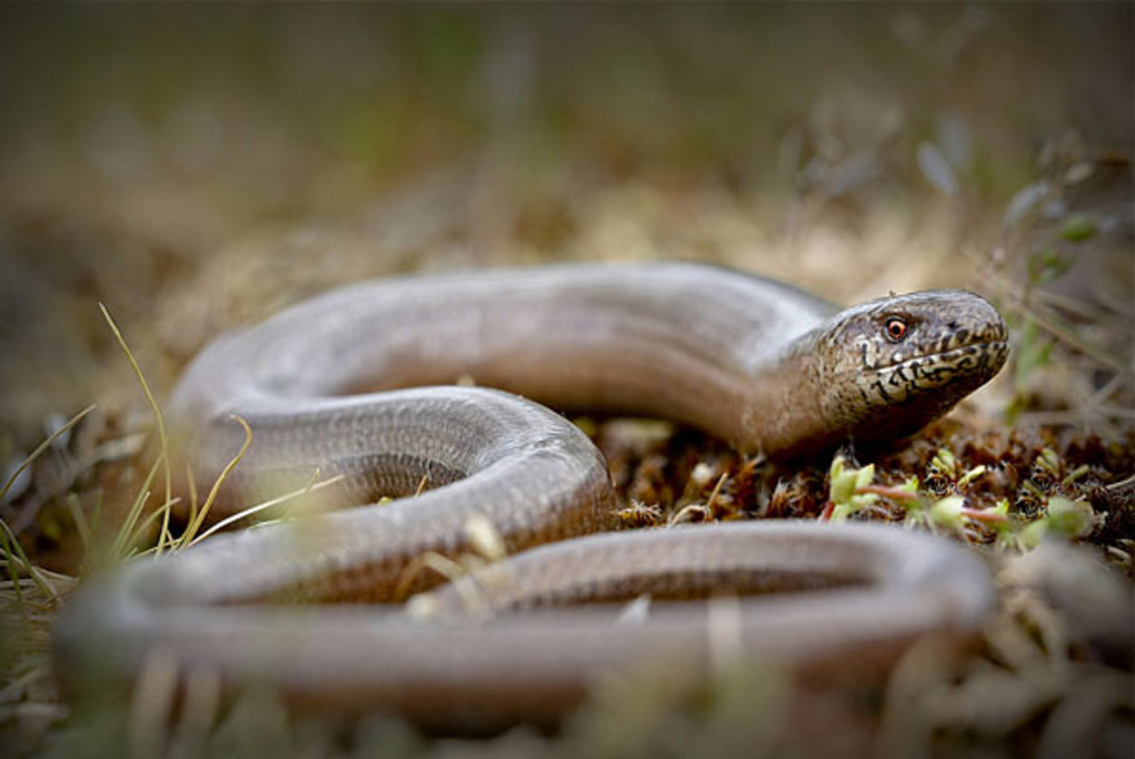 De hazelworm (en dus geen slang) - Vroege Vogels - BNNVARA