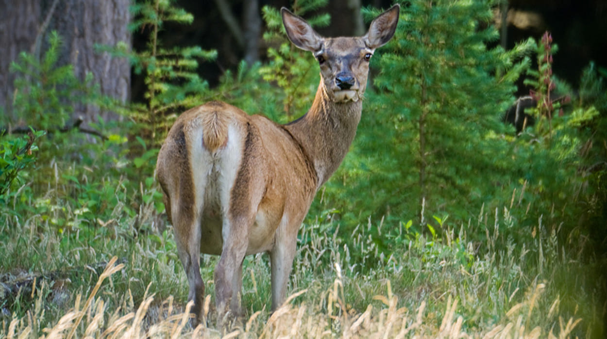 Herken de herten van Nederland - Vroege Vogels - BNNVARA