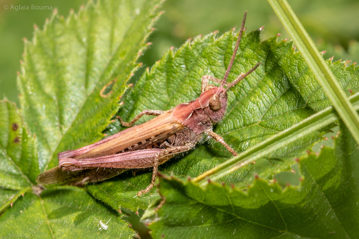 Bijzondere roze sprinkhaan - Vroege Vogels - BNNVARA