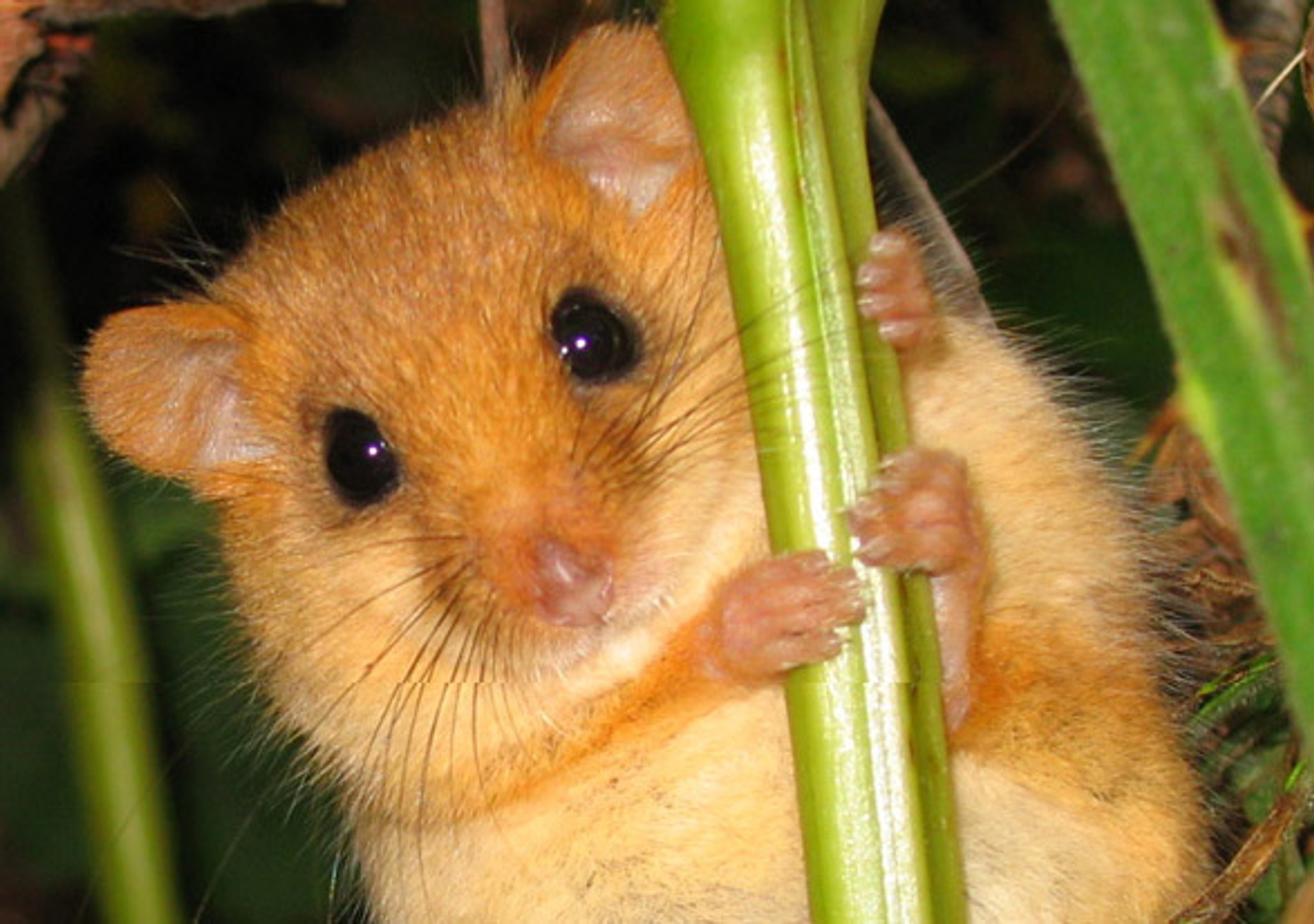 40% van de zoogdieren op de Rode Lijst - Vroege Vogels - BNNVARA