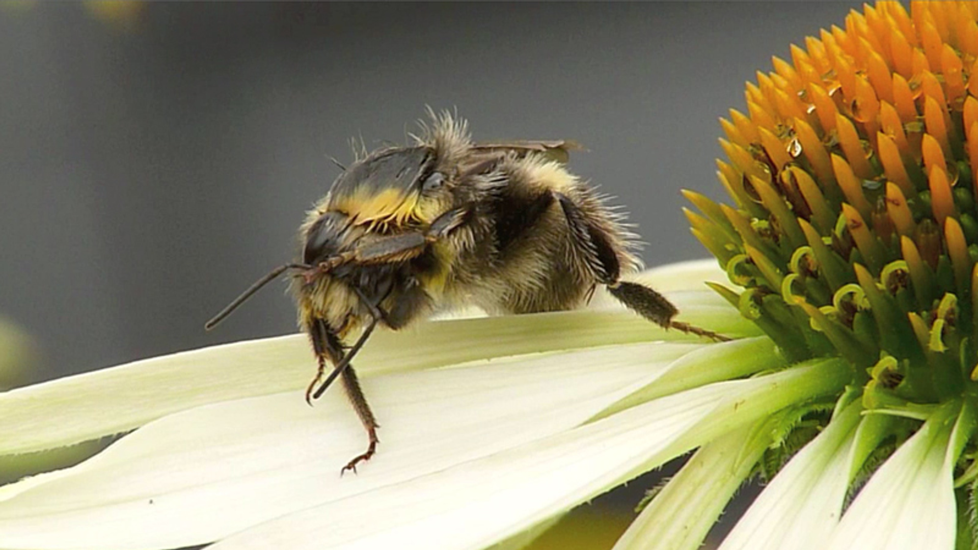 Veldhommel wrijft zichzelf droog - Vroege Vogels - BNNVARA