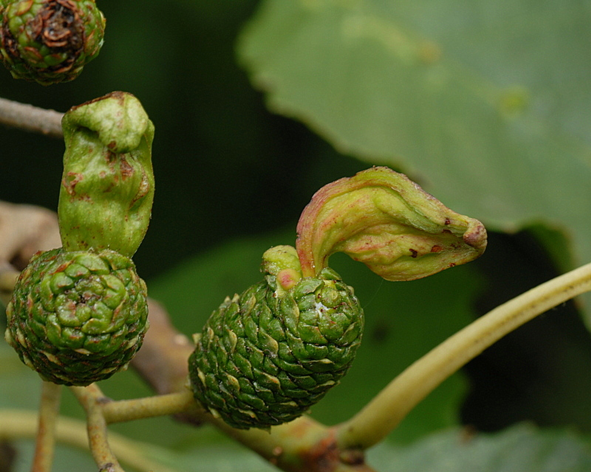 Plantengallen versieren bomen - Vroege Vogels - BNNVARA