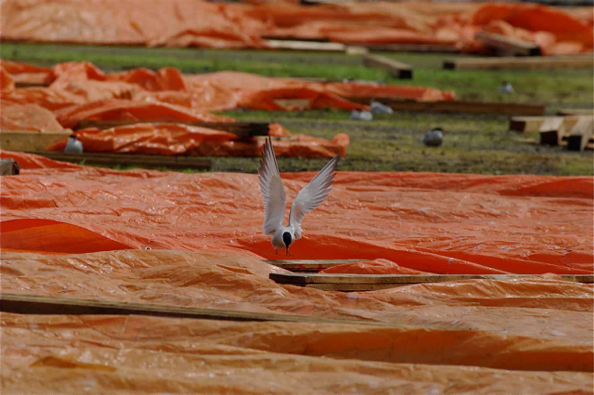 Niemand stopt de visdiefjes (of toch?) - Rob Buiter - Vroege Vogels ...