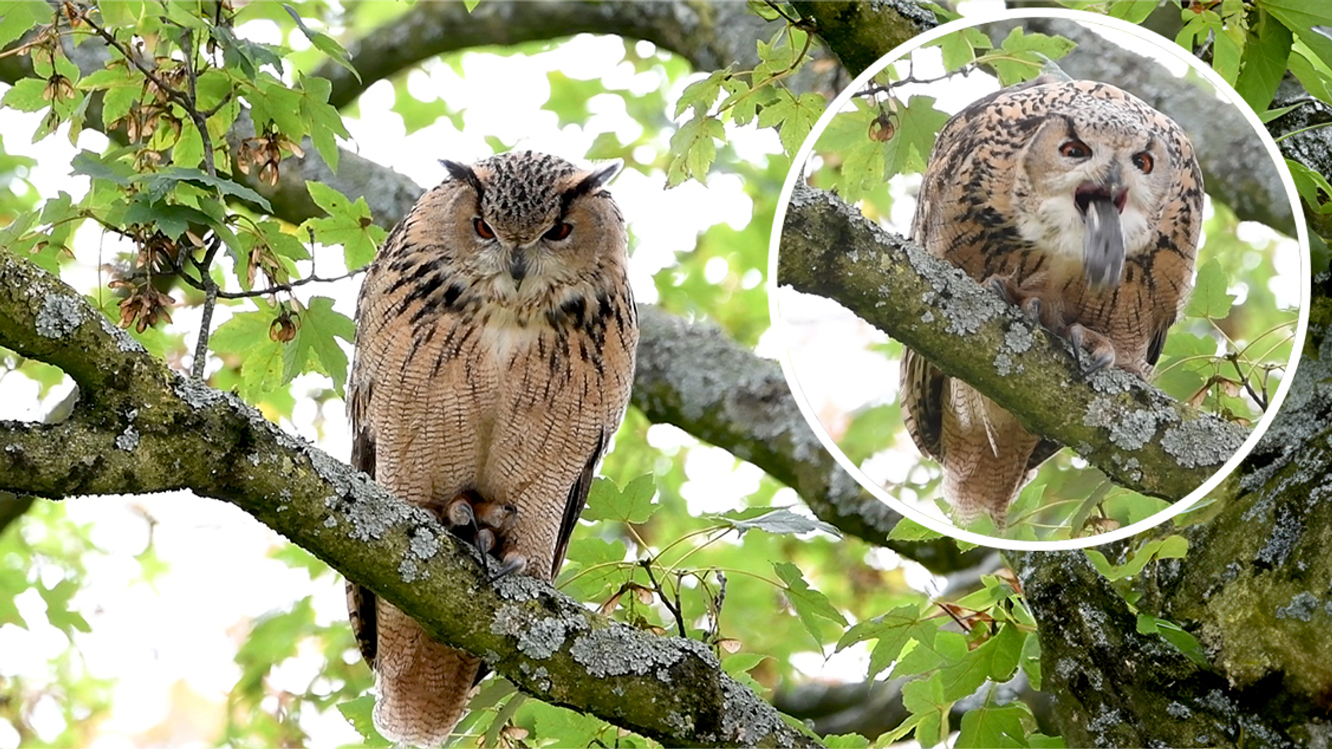 Oehoe spuugt braakbal uit - Vroege Vogels - BNNVARA