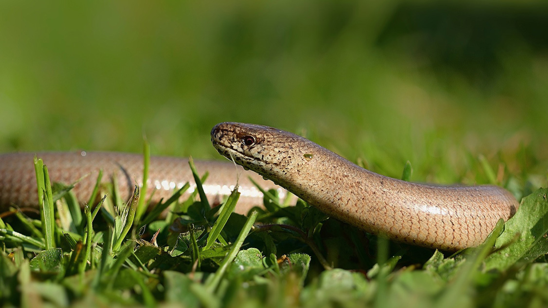 Hazelworm: slang of hagedis zonder pootjes? - Vroege Vogels - BNNVARA