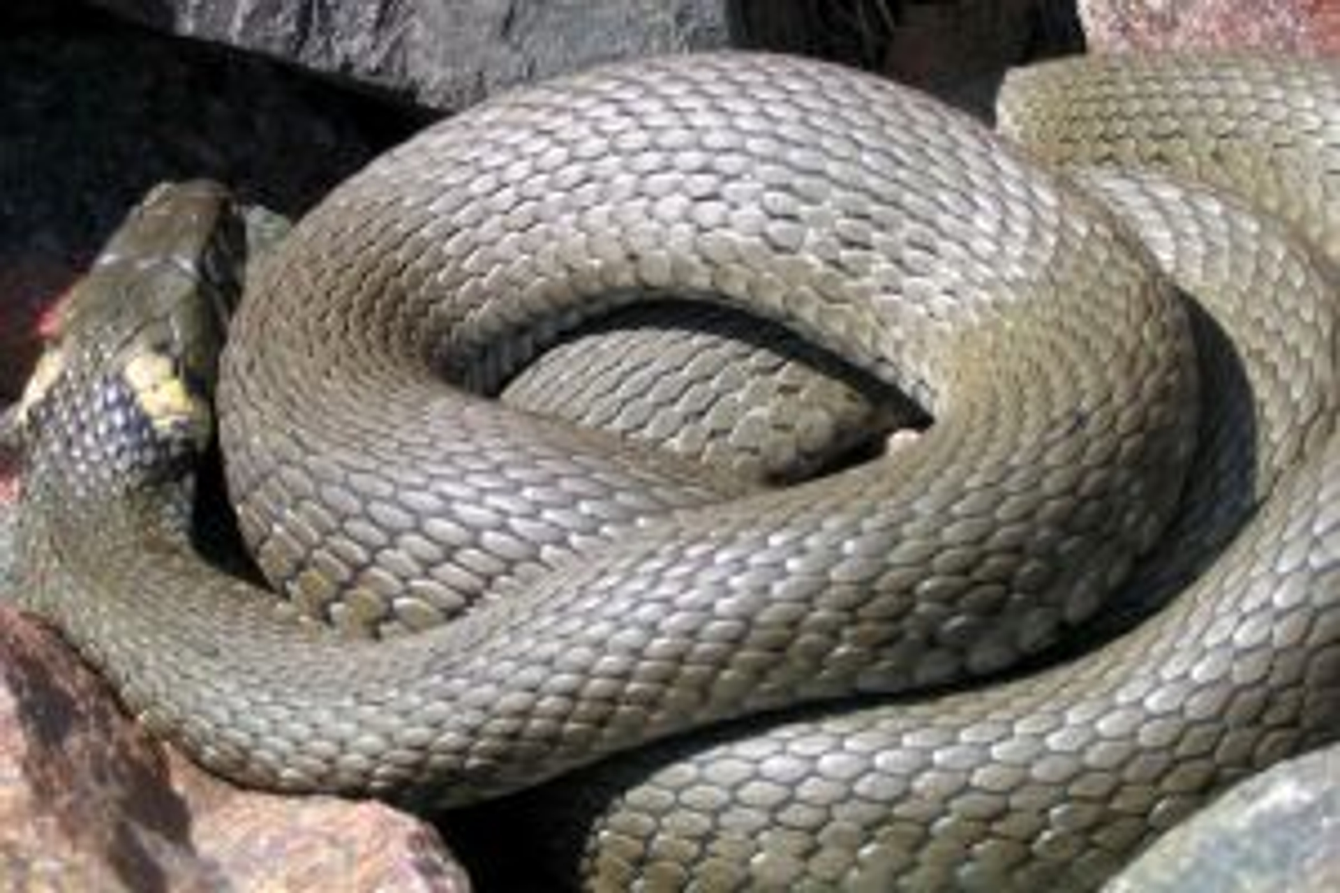 Ringslangen in Nederland - Vroege Vogels - BNNVARA