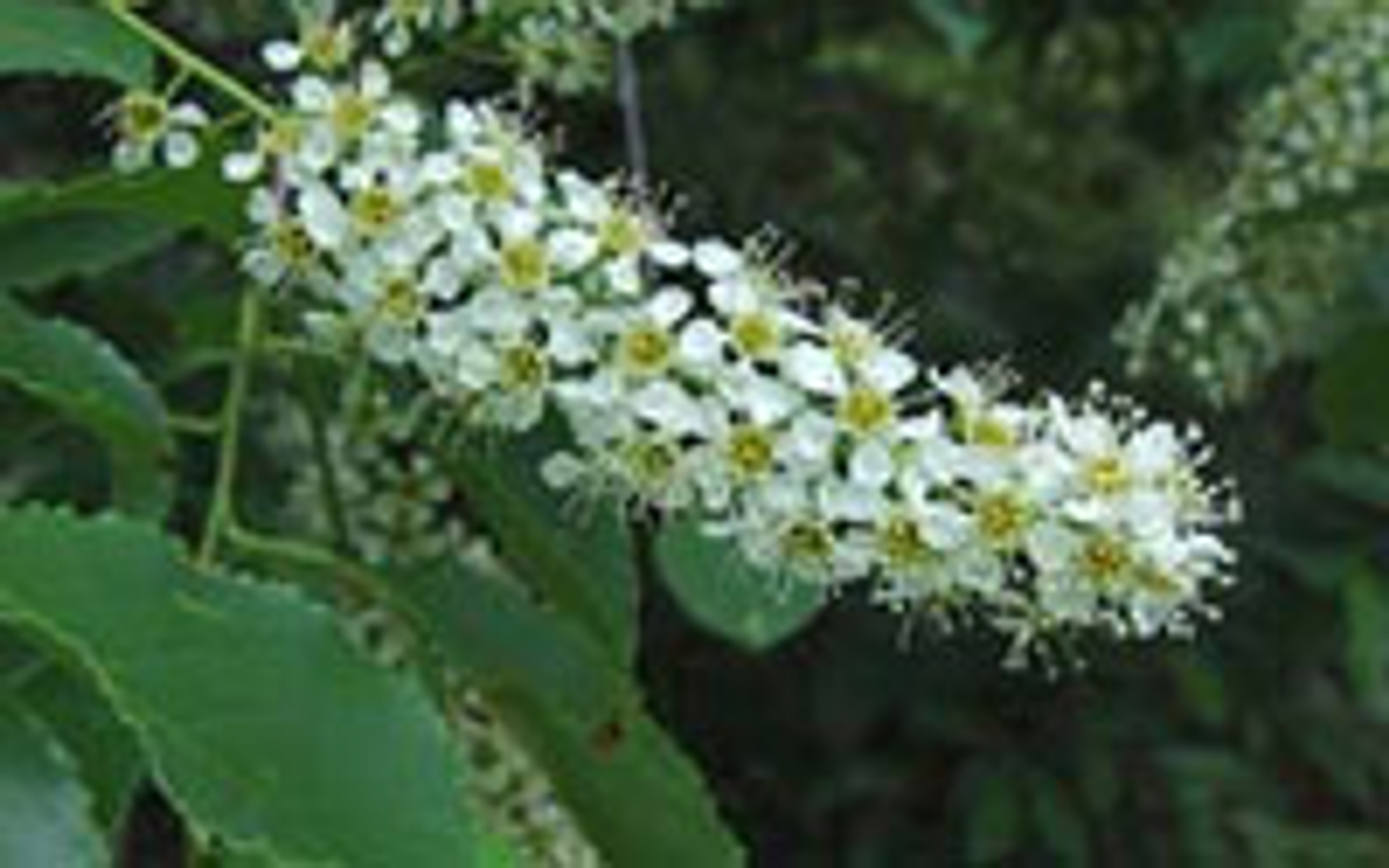 Biologische bestrijding van de bospest? - Vroege Vogels - BNNVARA