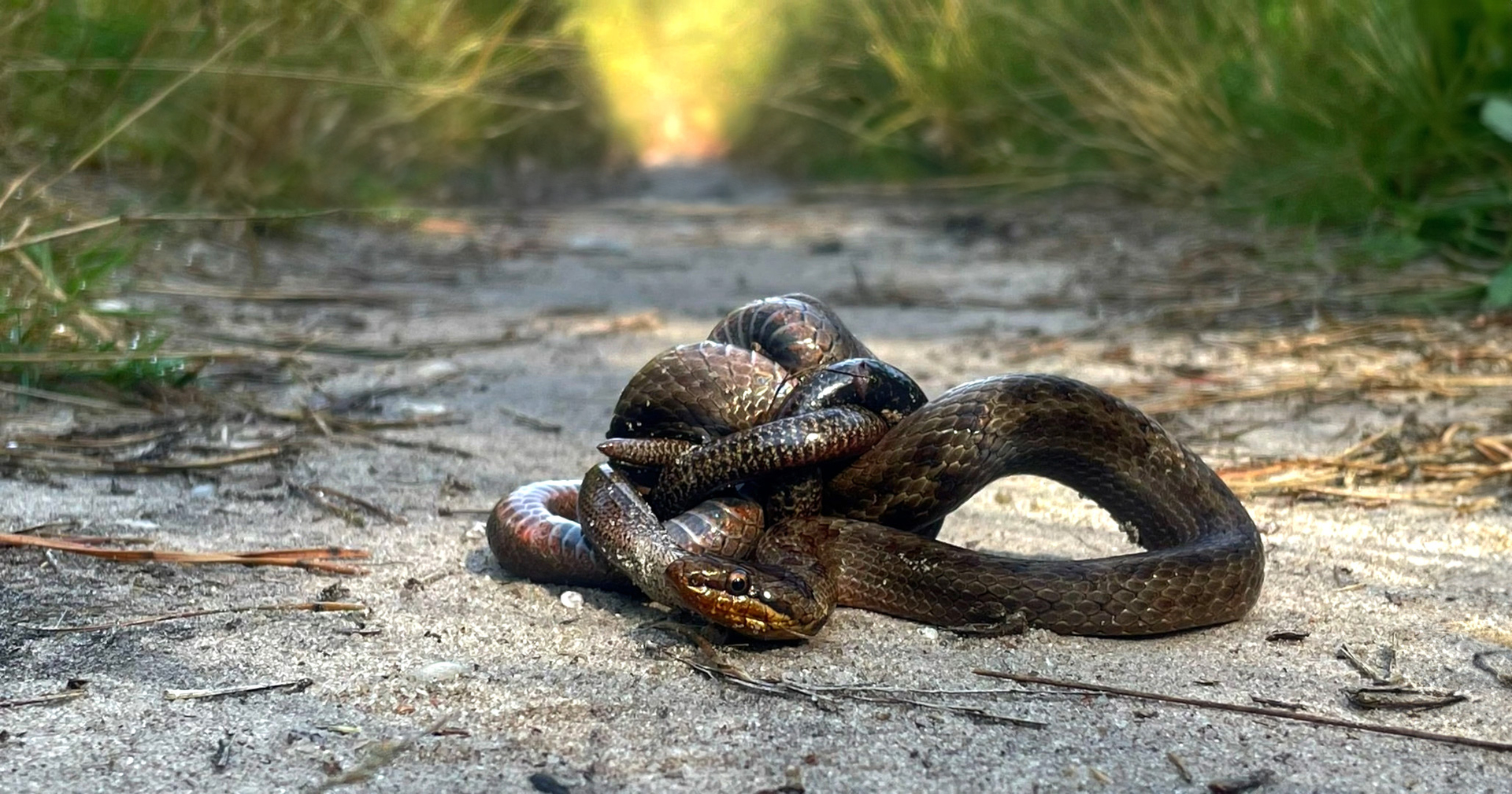 Vechtende gladde slang en hazelworm met elkaar in de knoop - Vroege ...