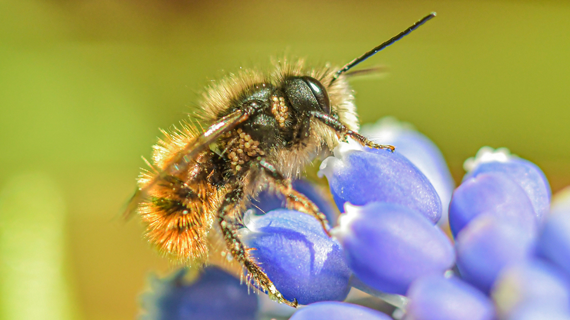 Mijten liften mee op hommels en bijen | Weetje - Vroege Vogels - BNNVARA