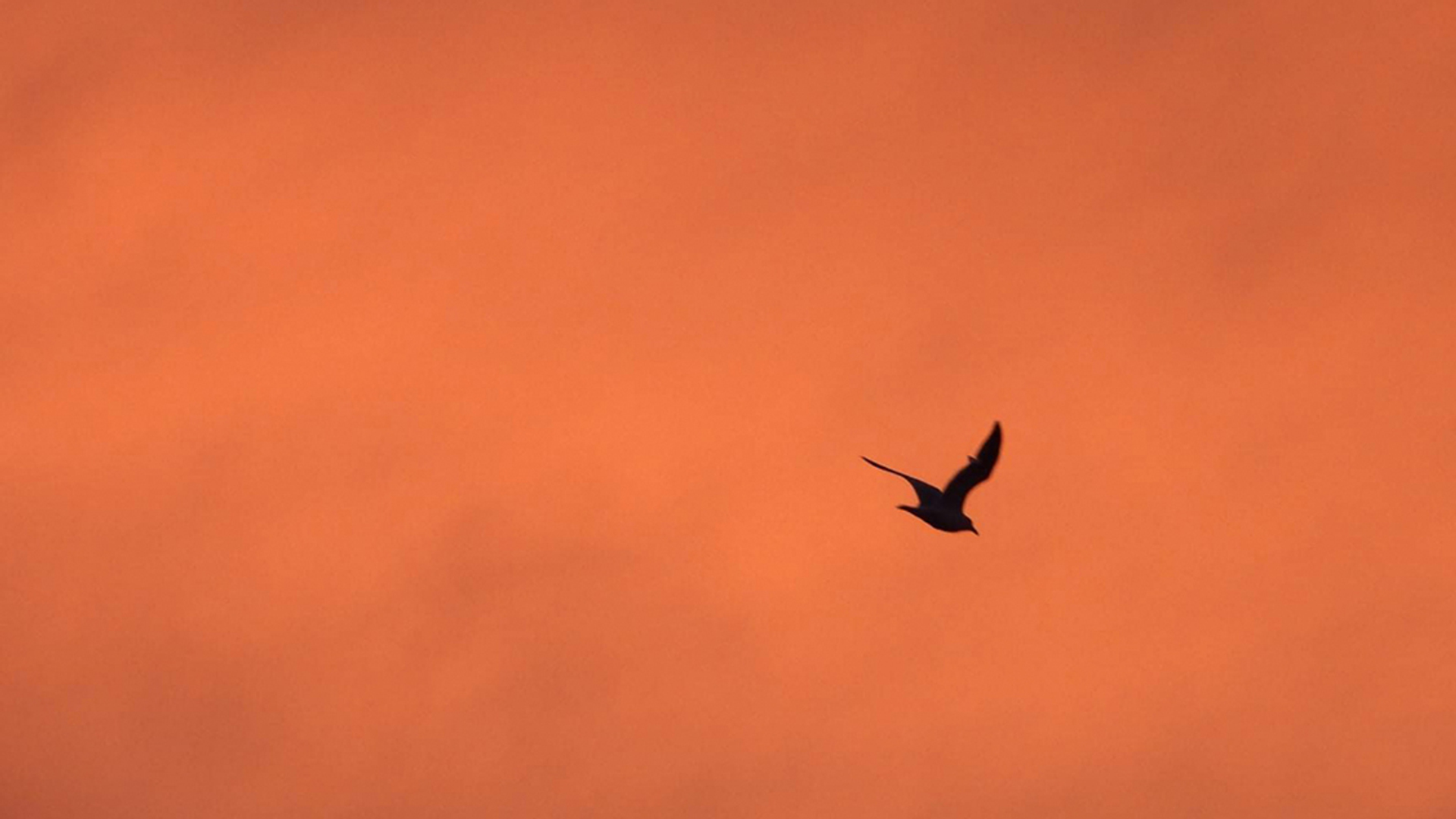 Saharastof bereikt Nederland, extra rode zonsondergang vrijdag - Vroege ...