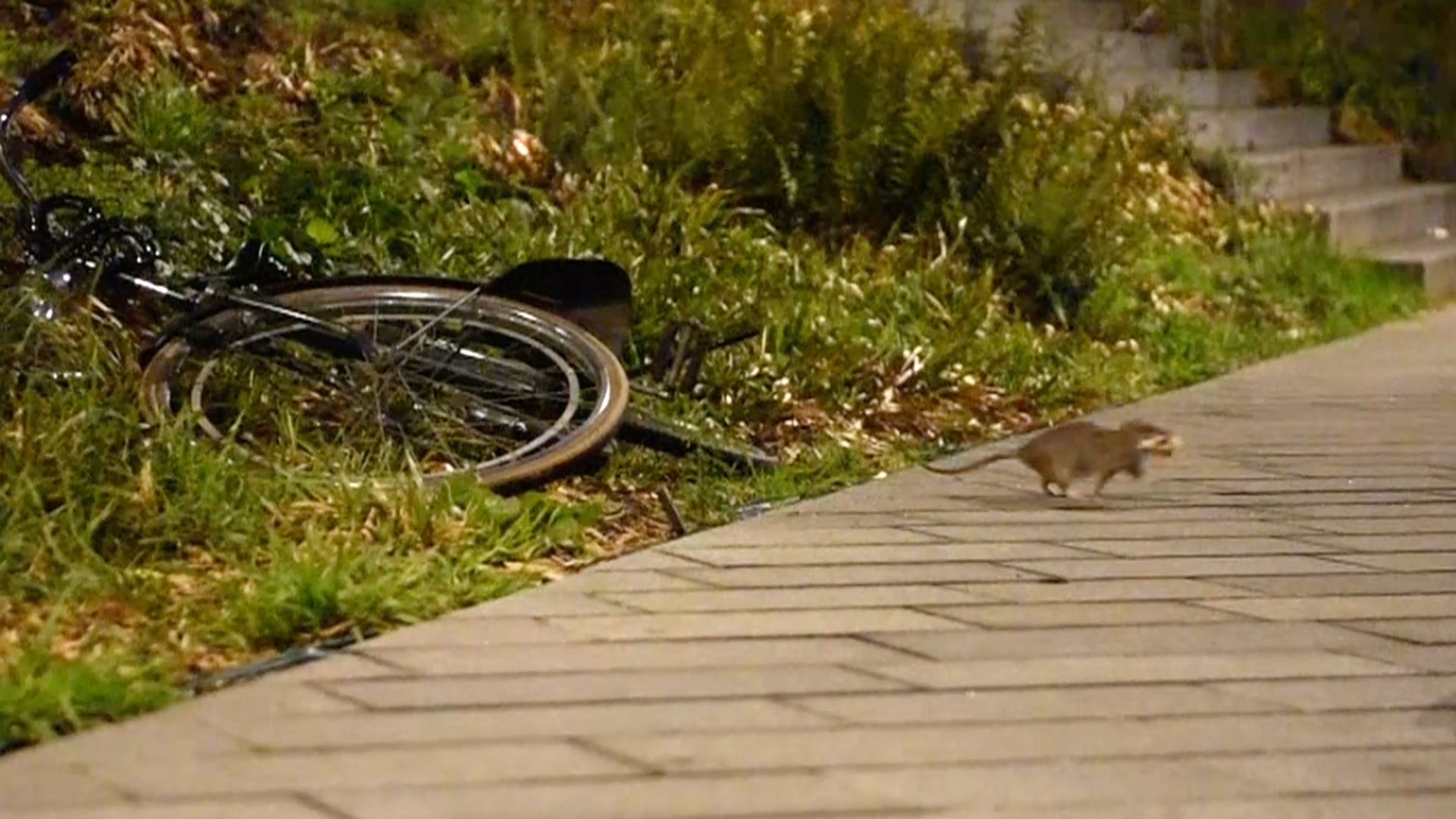 Bruine ratten scharrelen door Arnhem - Vroege Vogels - BNNVARA