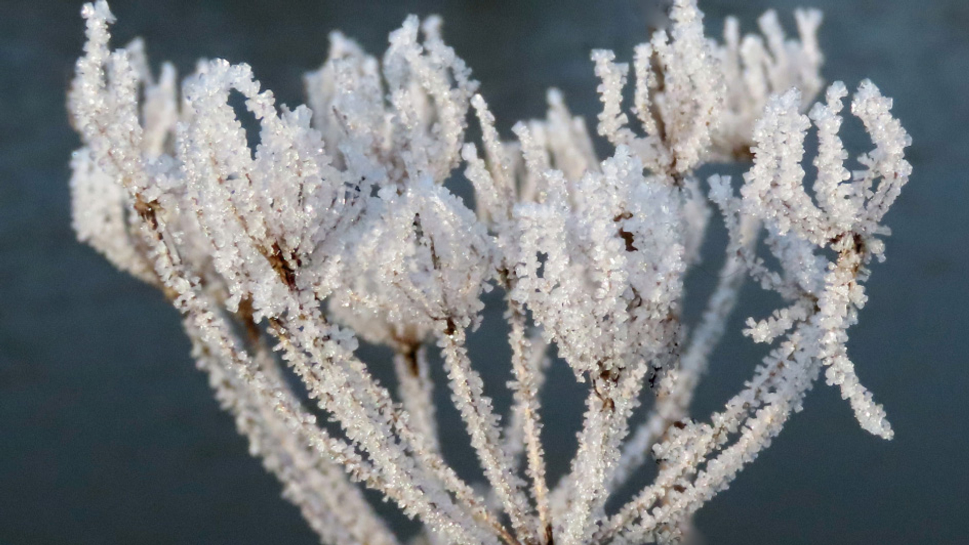 De eerste strenge vorst | Fotoserie - Vroege Vogels - BNNVARA