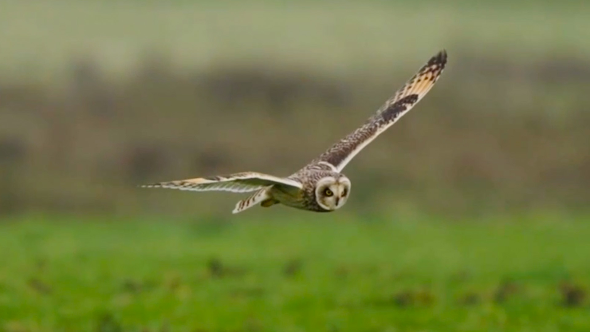 Velduil speurt kwelders af naar veldmuizen - Vroege Vogels - BNNVARA