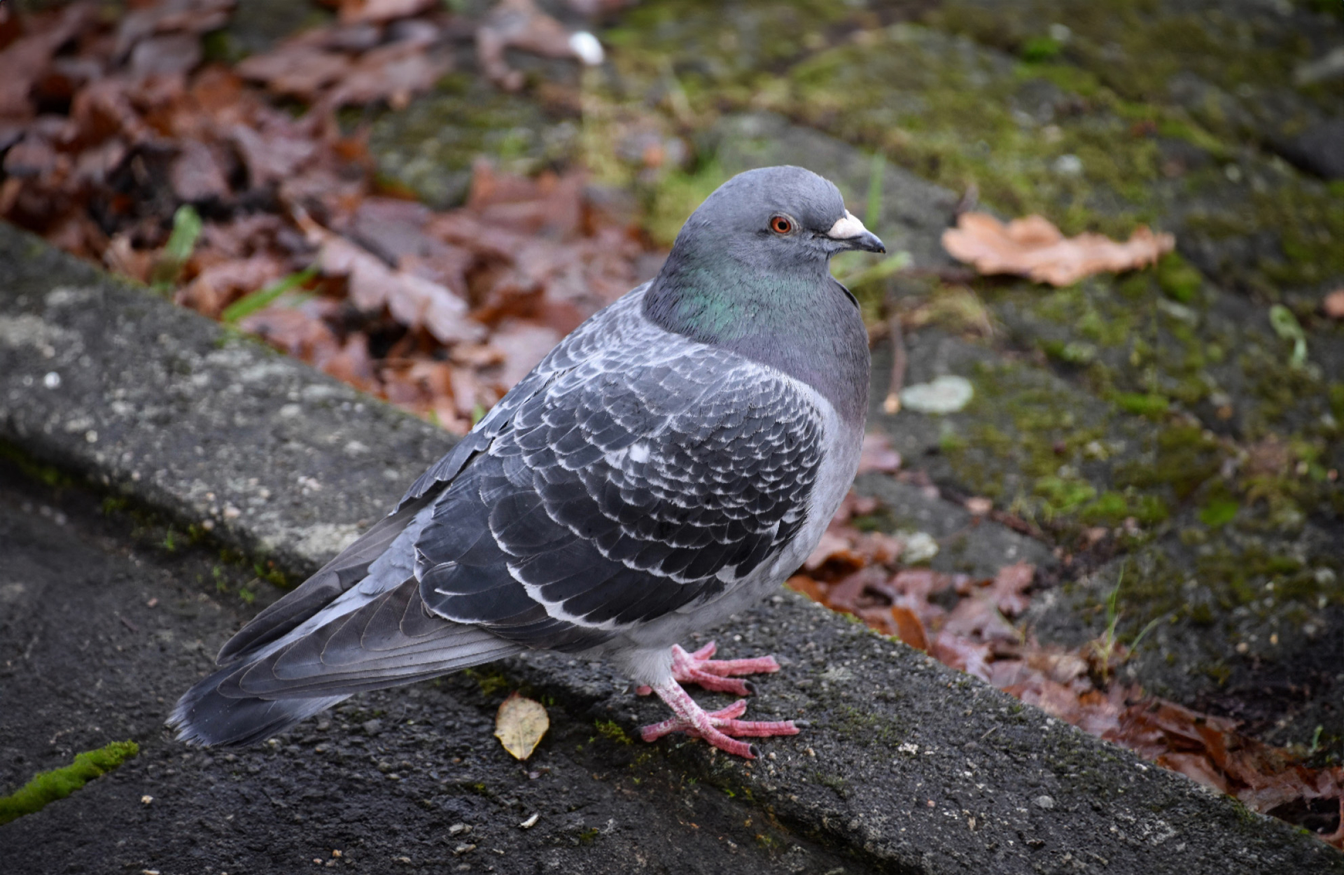 Help de stadsduif - Vroege Vogels - BNNVARA