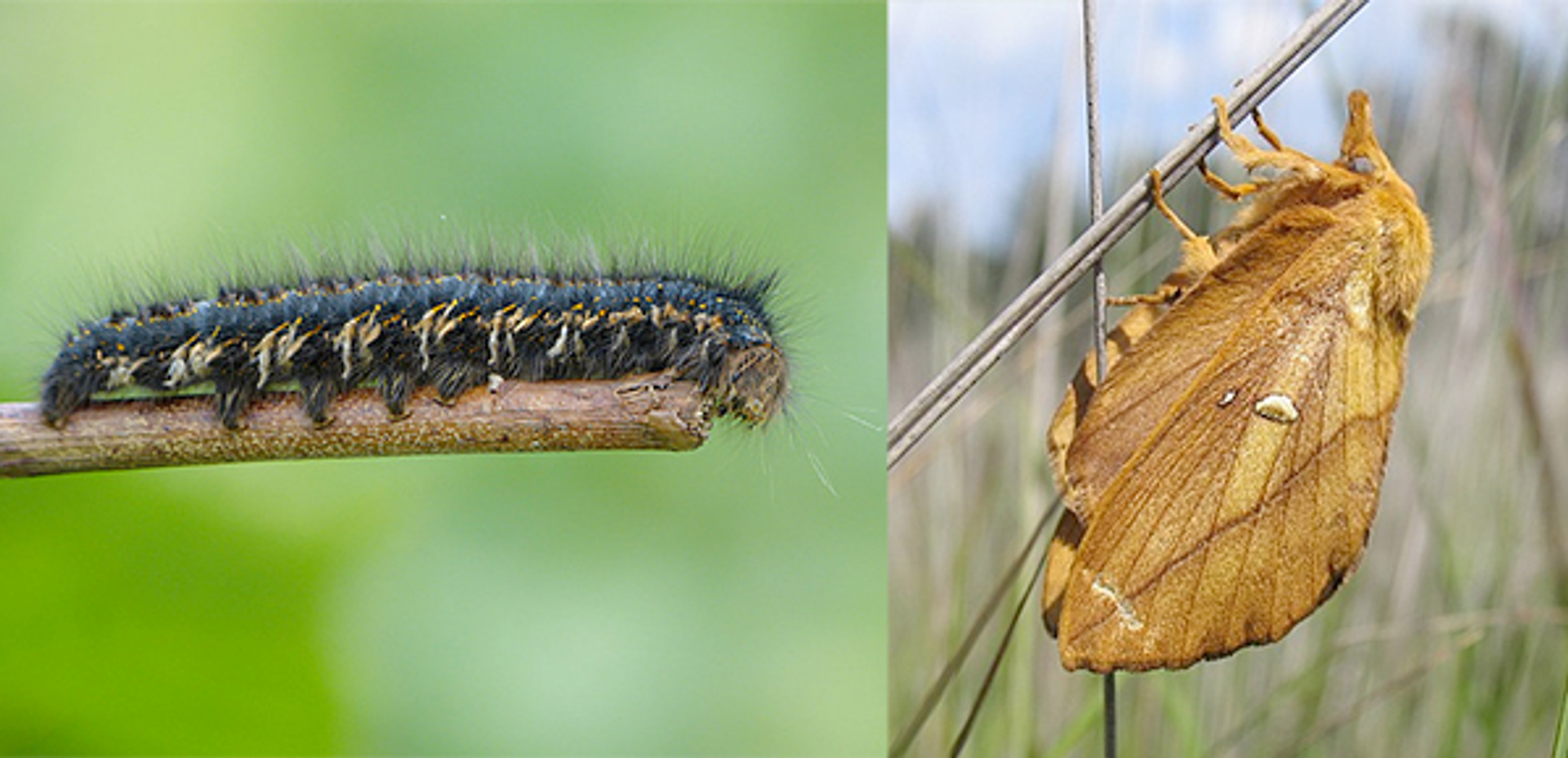 Van rups tot vlinder (fotoserie) - Vroege Vogels - BNNVARA