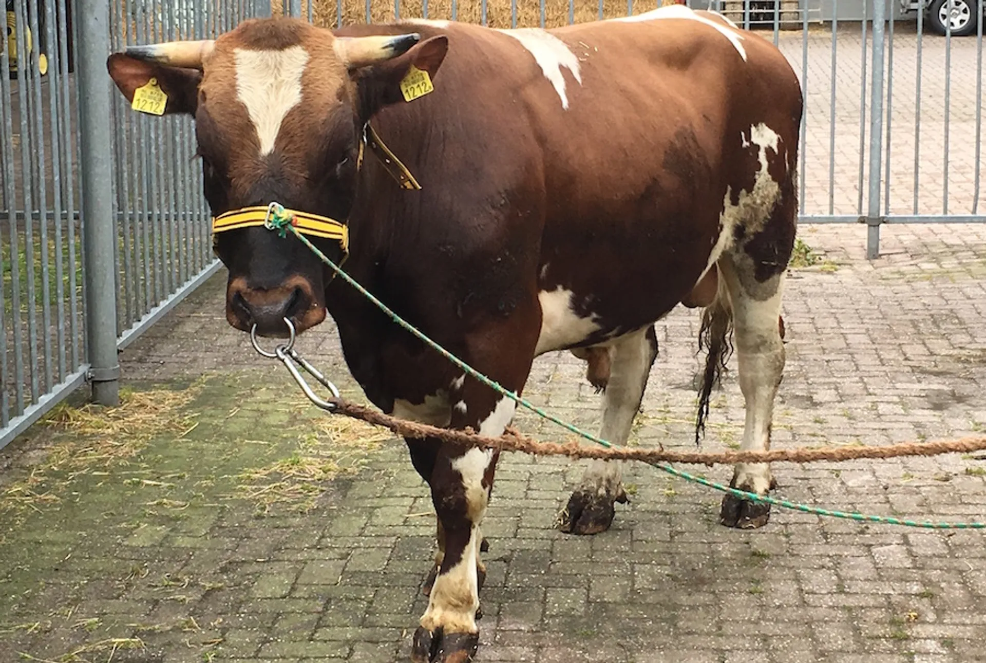 Adopteer een stier - Vroege Vogels - BNNVARA