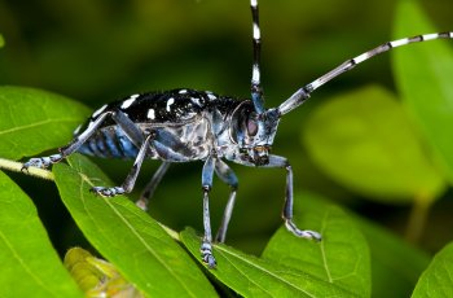 Aziatische boktor boort in Nederlandse boom - Vroege Vogels - BNNVARA