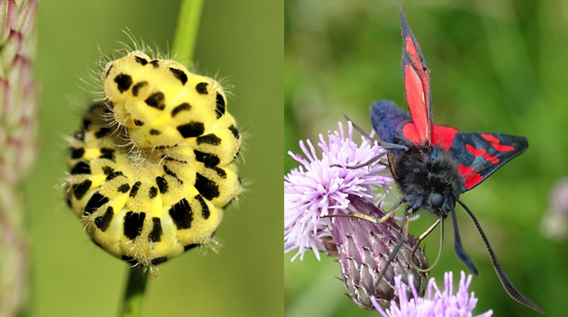 Van kruipende rups tot een fladderende vlinder (fotoserie) - Vroege ...