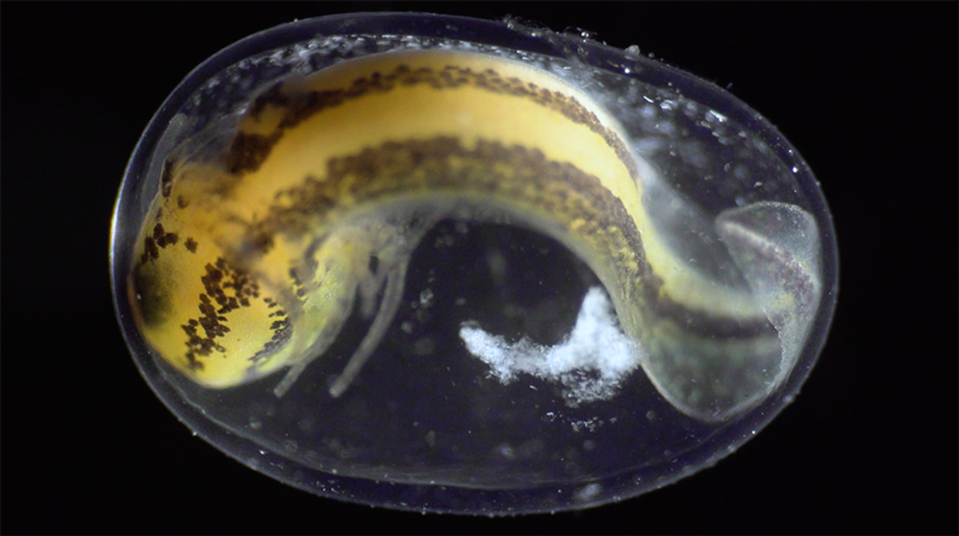 Ontstaan van een salamander, van cel tot embryo - Vroege Vogels - BNNVARA
