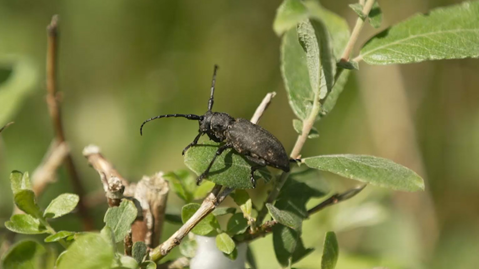 Nieuwe insecten in de Weerter Kempen - Vroege Vogels - BNNVARA