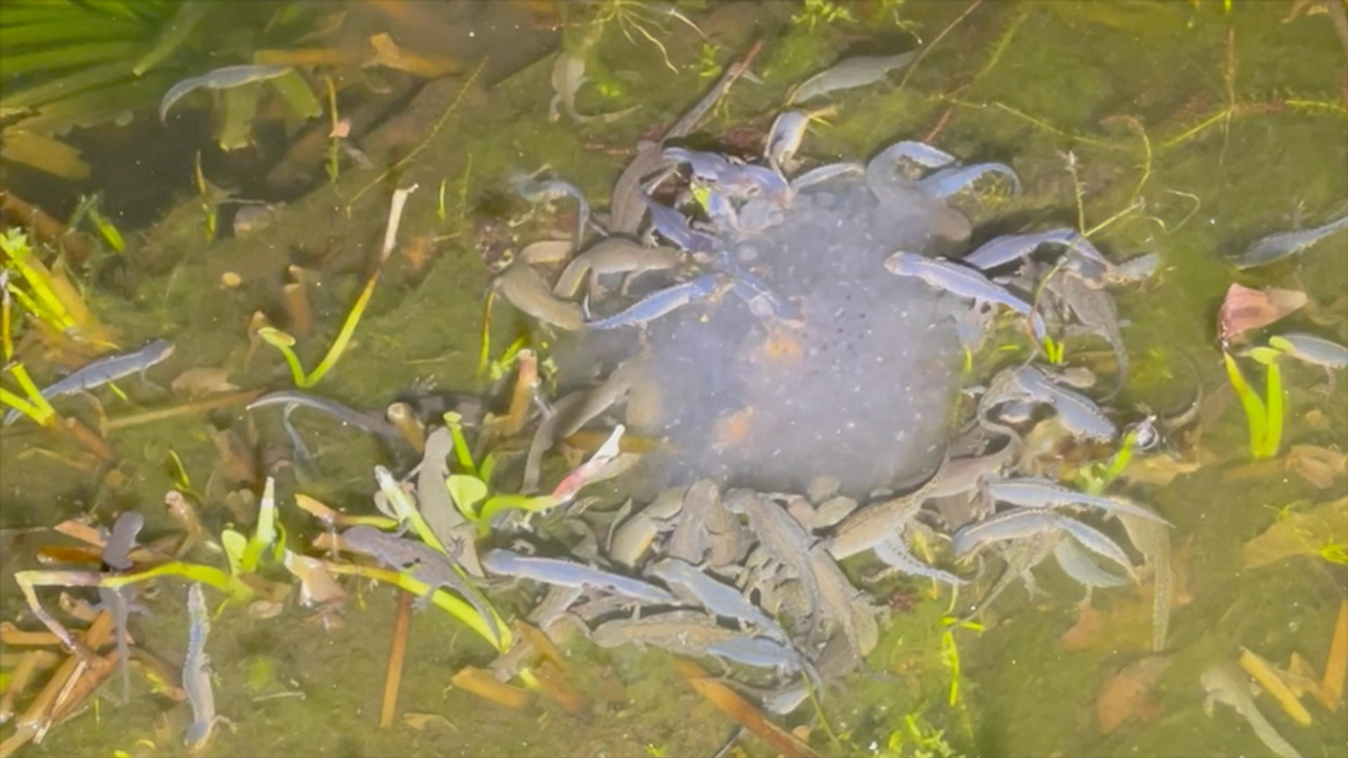 Salamanders eten kikkerdril | Zelf Geschoten - Vroege Vogels - BNNVARA
