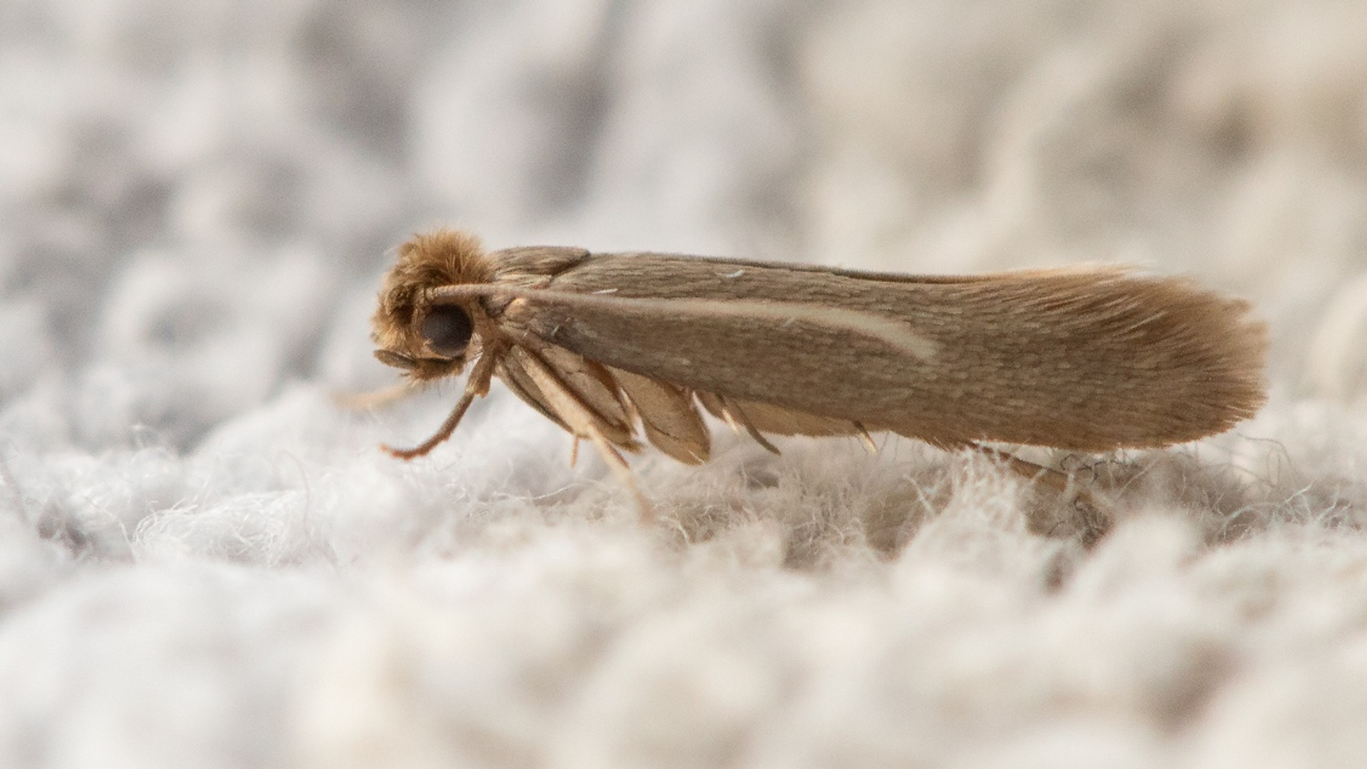 Op zoek naar de motten van Dorus - Vroege Vogels - BNNVARA