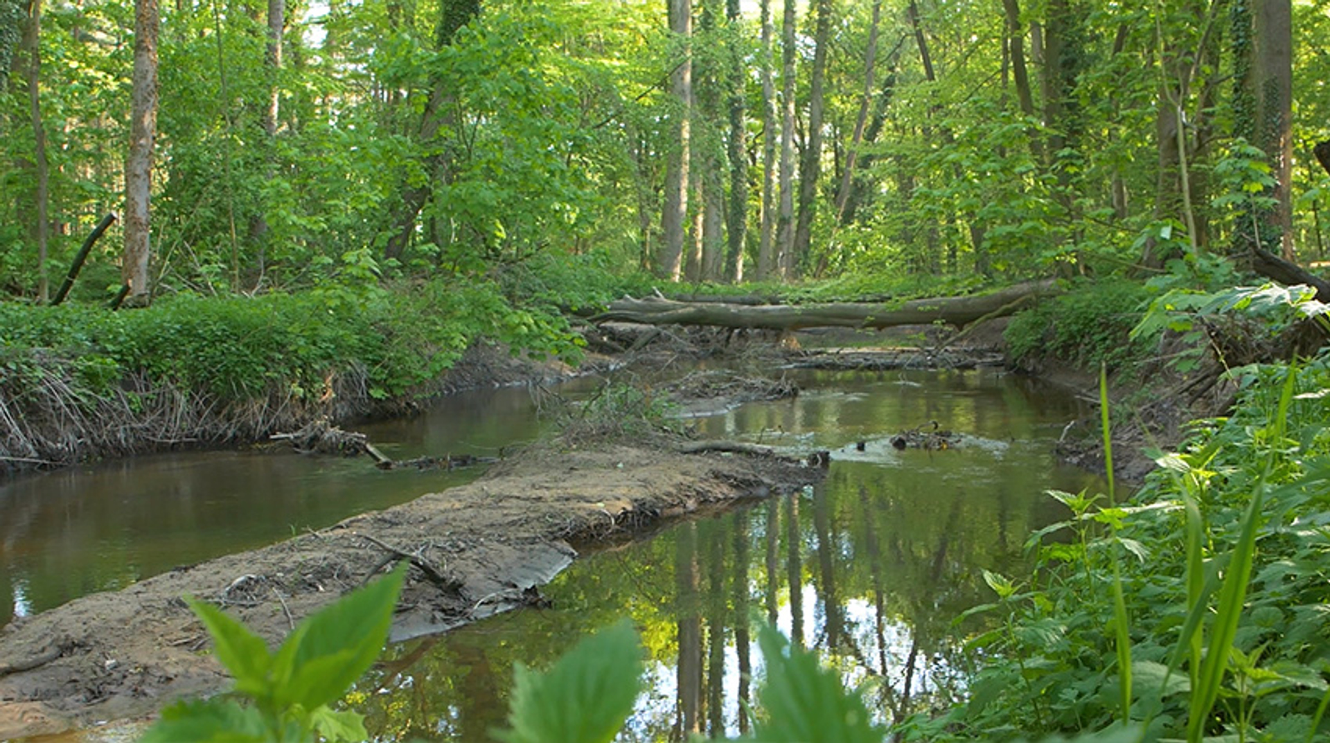 Vissen in een natuurlijke beek - Vroege Vogels - BNNVARA
