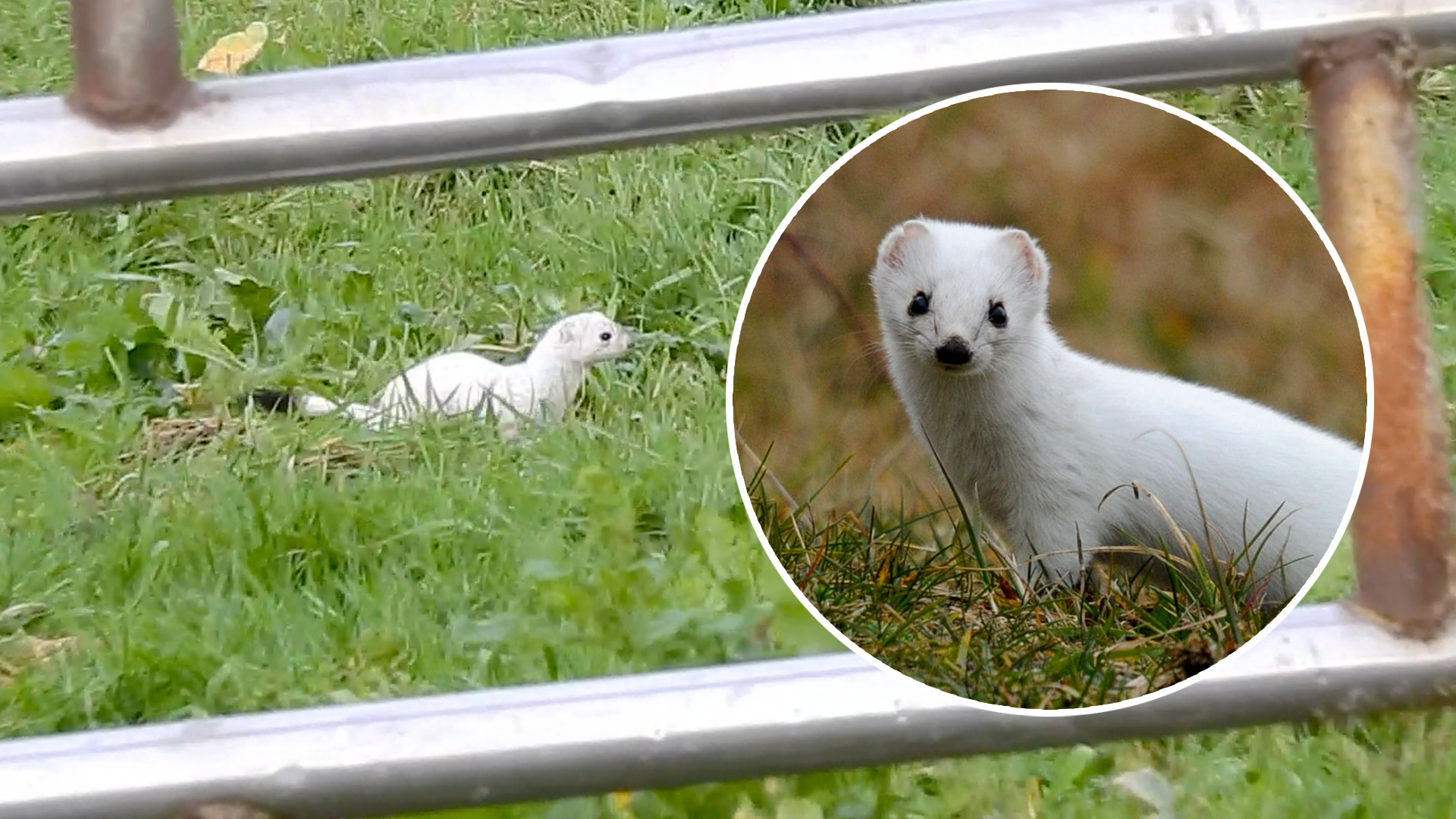Witte hermelijnen op groene velden - Vroege Vogels - BNNVARA