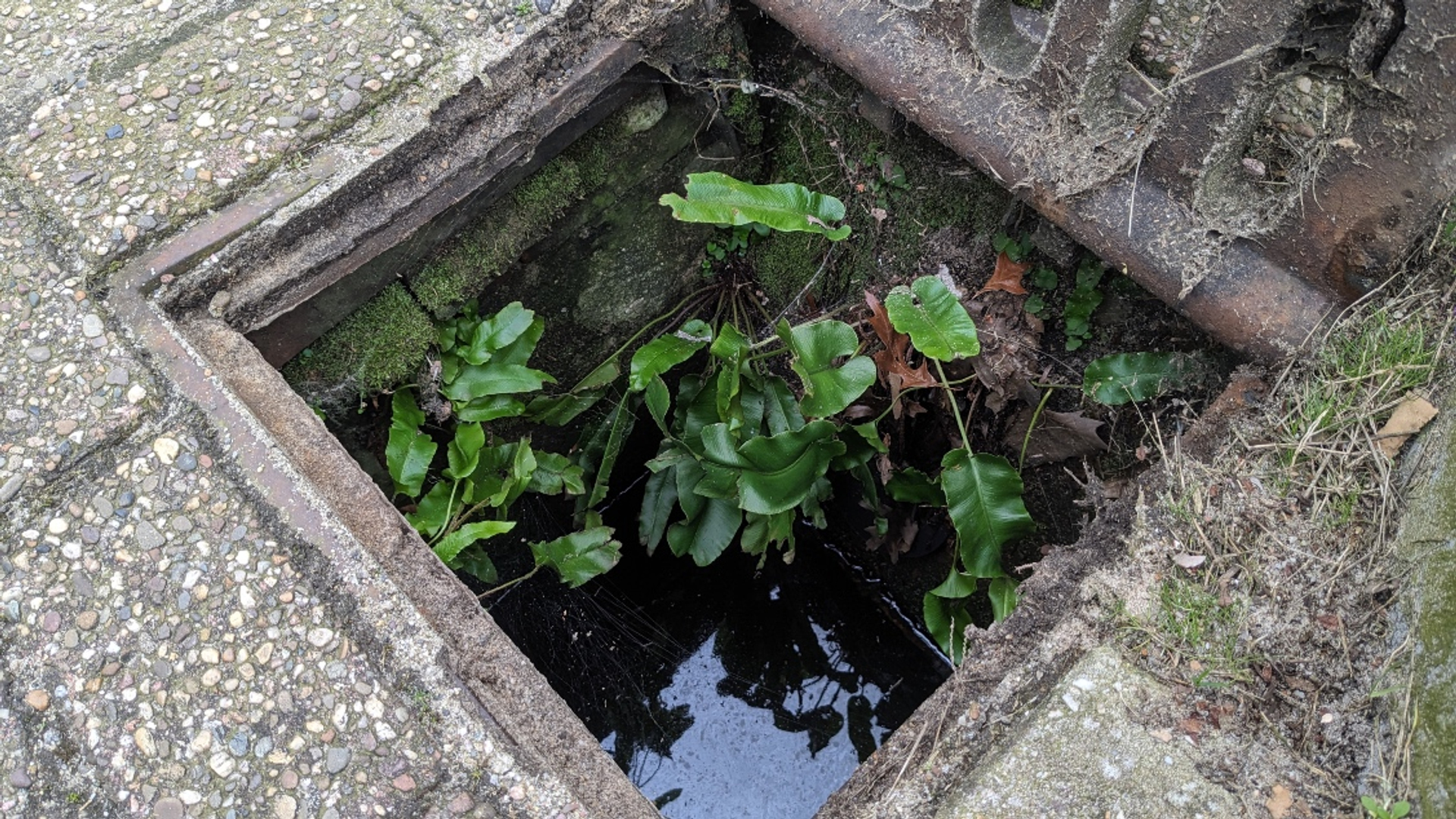Schatzoeken naar zeldzame varens in Utrechtse straatputten - Vroege ...