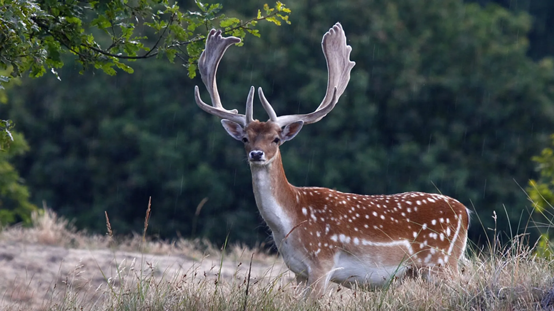 Boer vindt onthoofd damhert in de Hoeksche Waard - Vroege Vogels - BNNVARA