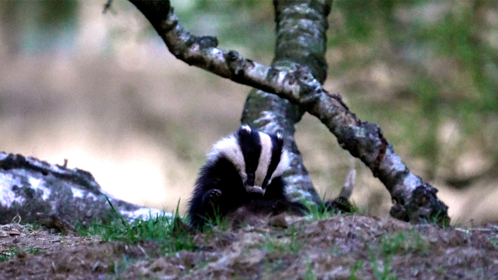 Das houdt een uitgebreide schoonmaakbeurt - Vroege Vogels - BNNVARA