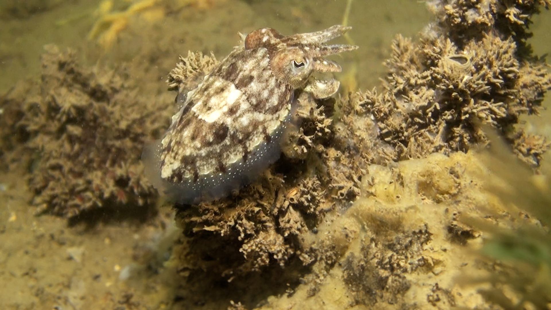 Jonge sepia jaagt op soortgenoot - Vroege Vogels - BNNVARA