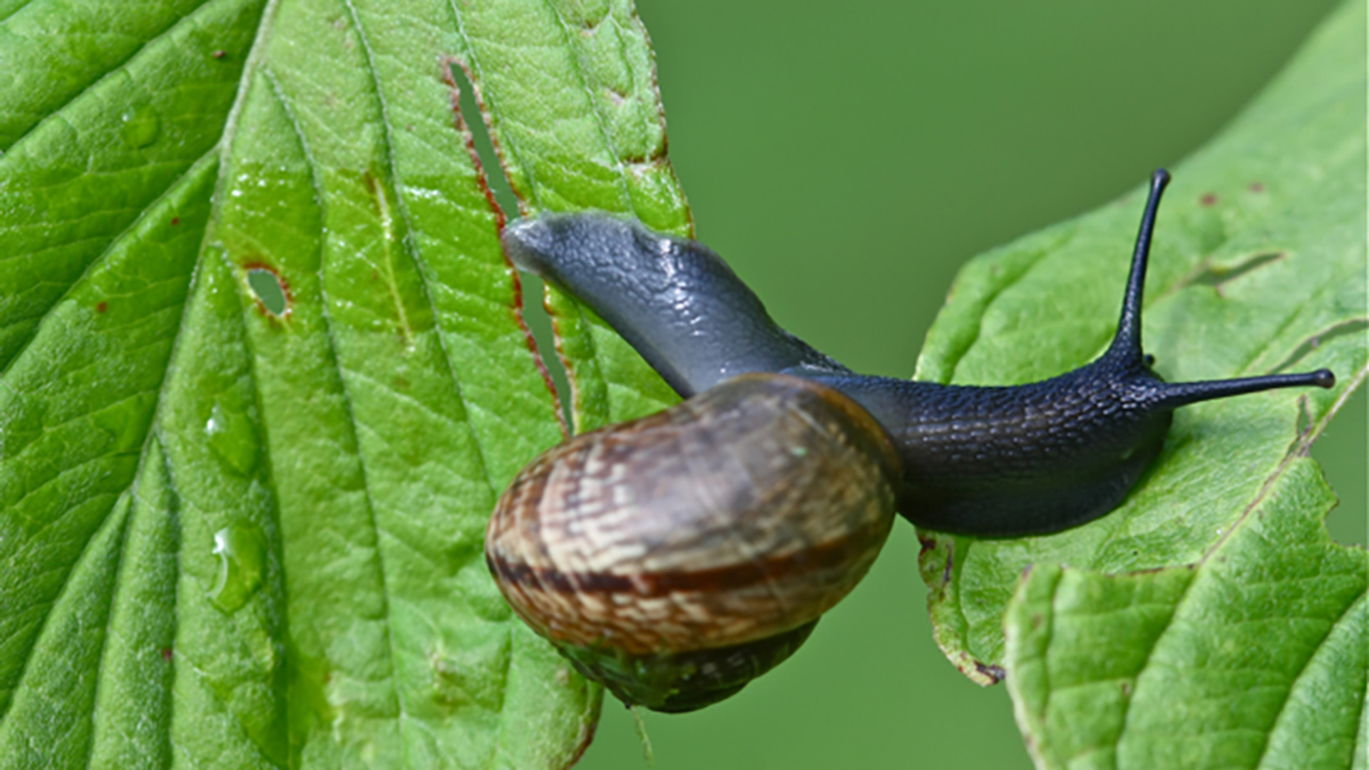 Acrobatische slak | Zelf Geschoten - Vroege Vogels - BNNVARA