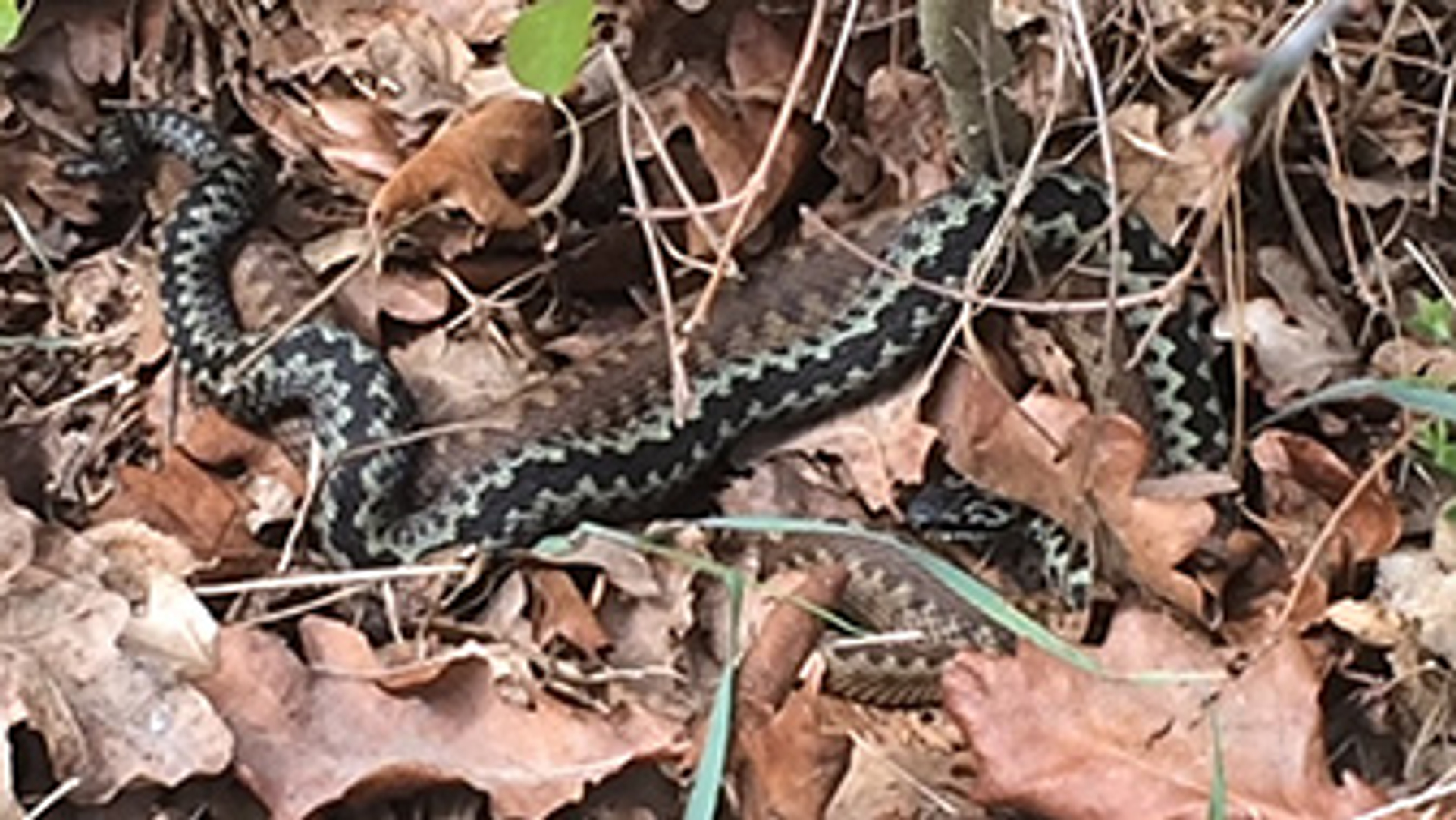 Adderman en addervrouw - Vroege Vogels - BNNVARA