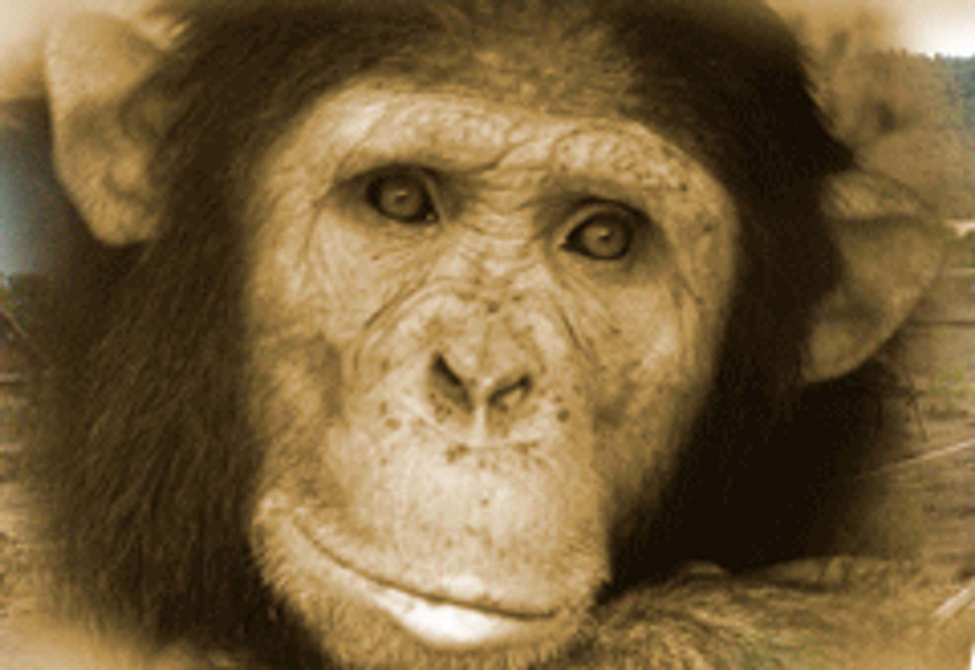 Monkey Donkey gaat emigreren - Vroege Vogels - BNNVARA