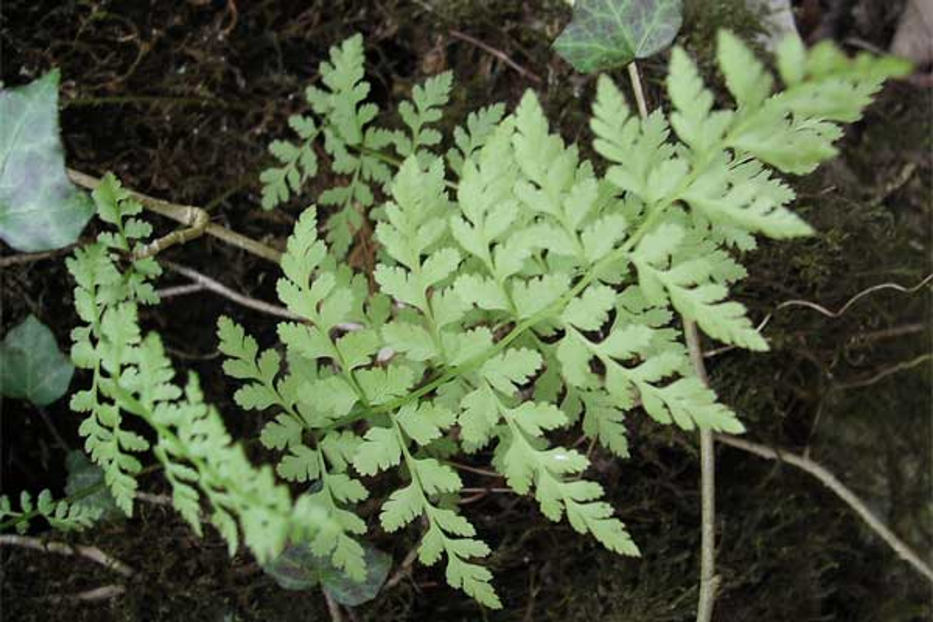 De Vries kampt met de natuur - Vroege Vogels - BNNVARA
