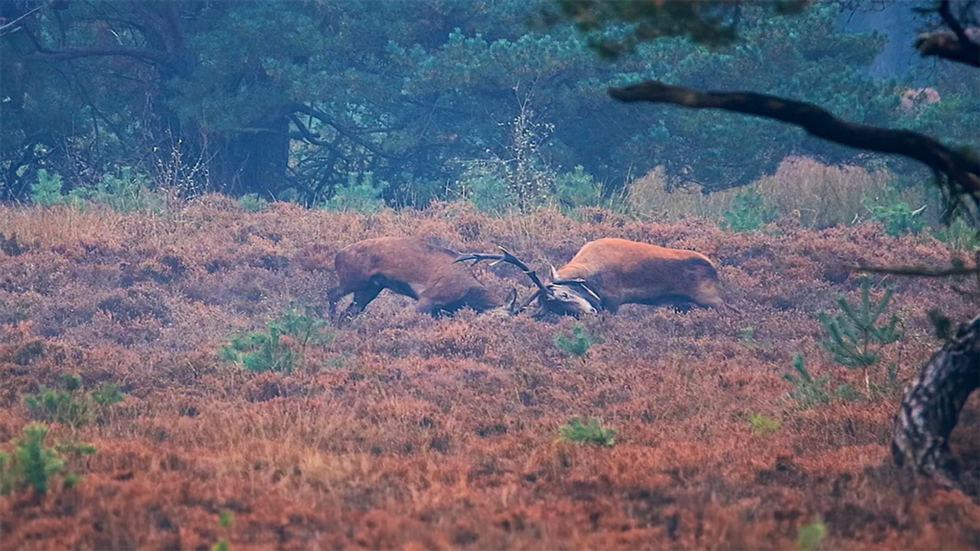 Vechtende edelherten tijdens de bronstijd - Vroege Vogels - BNNVARA