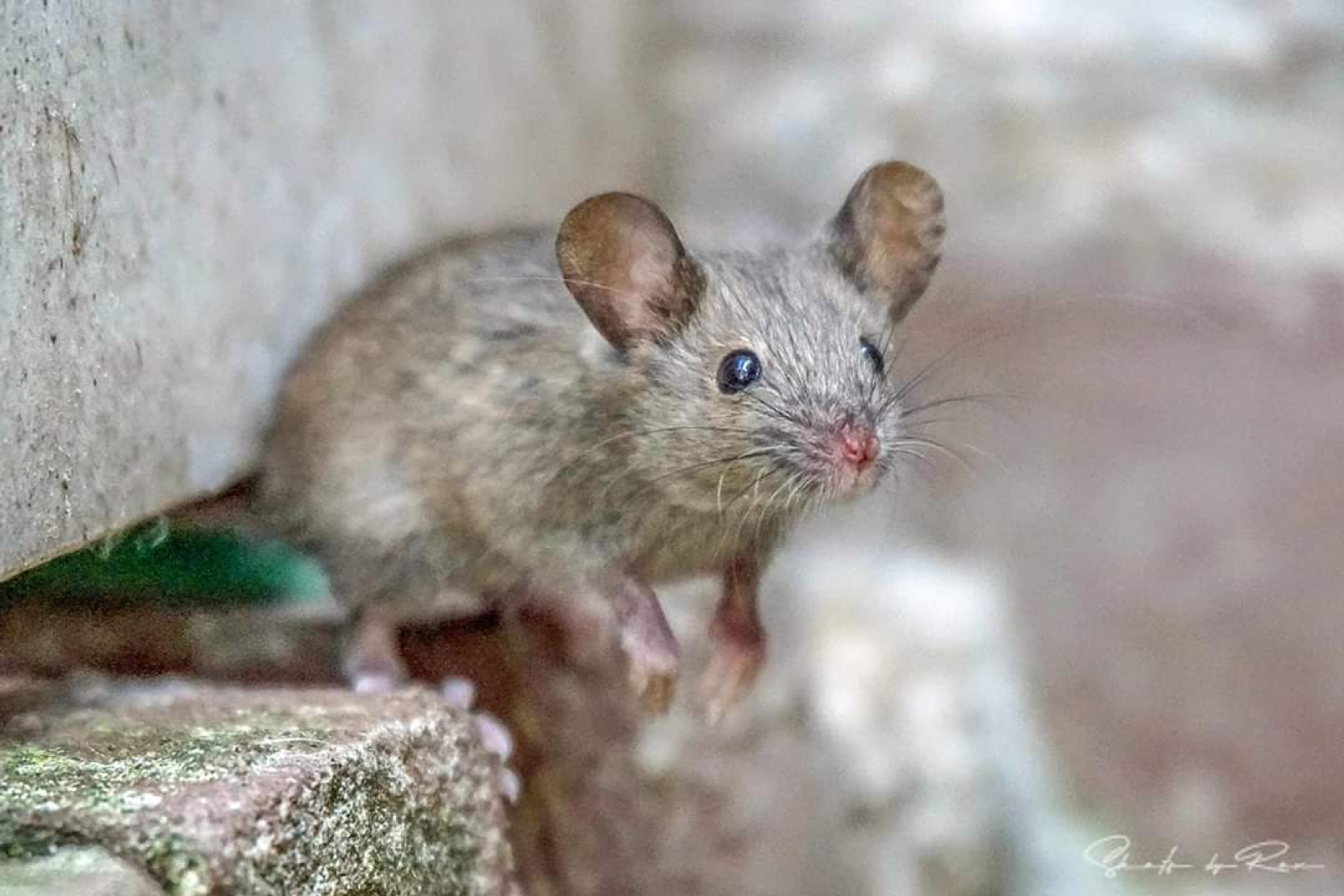 1 op de 4 Nederlanders heeft muizen in huis - Vroege Vogels - BNNVARA