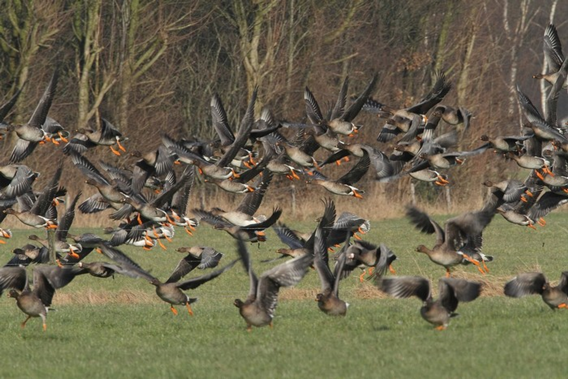 Rietganzen, onbekend maakt onbemind? - Vroege Vogels - BNNVARA