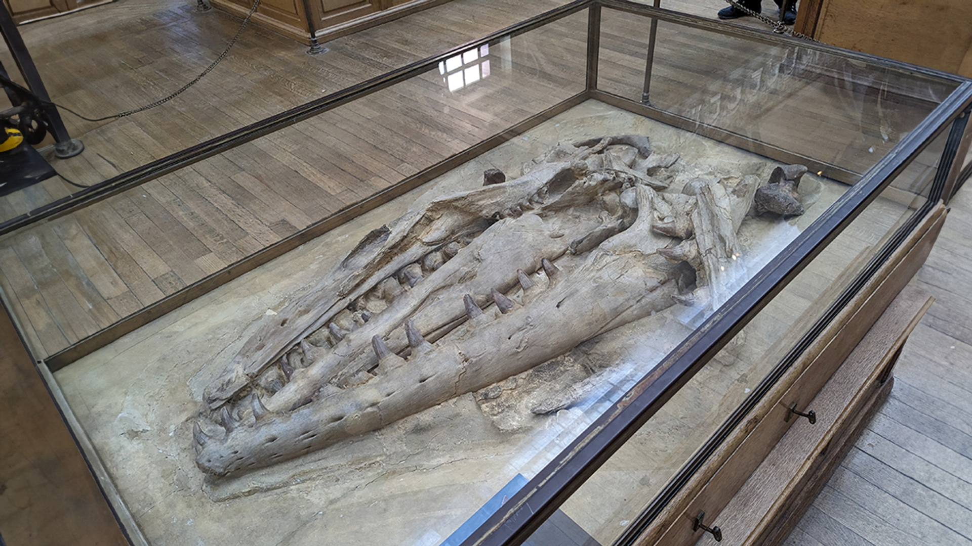 Museum Maastricht wil mosasaurus terughalen uit Frankrijk - Vroege ...