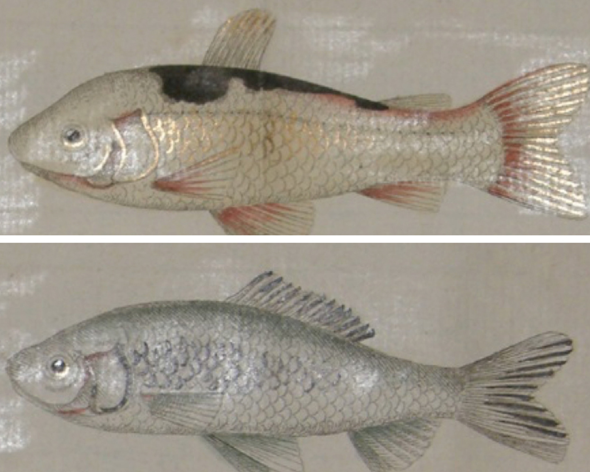 De Bijbel van Baster op NPO Doc - Vroege Vogels - BNNVARA