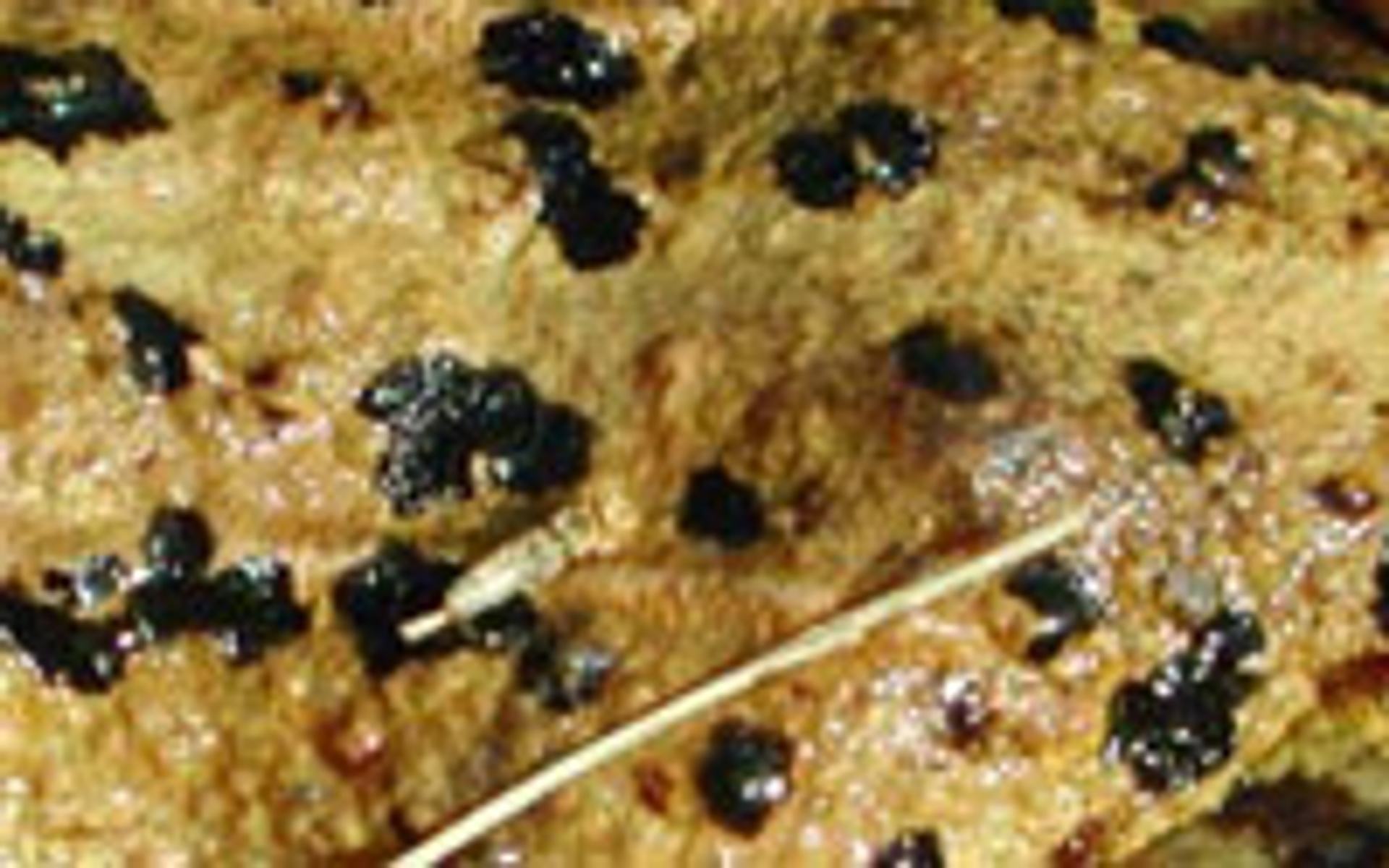 Boskikker bevriest in de winter - Vroege Vogels - BNNVARA