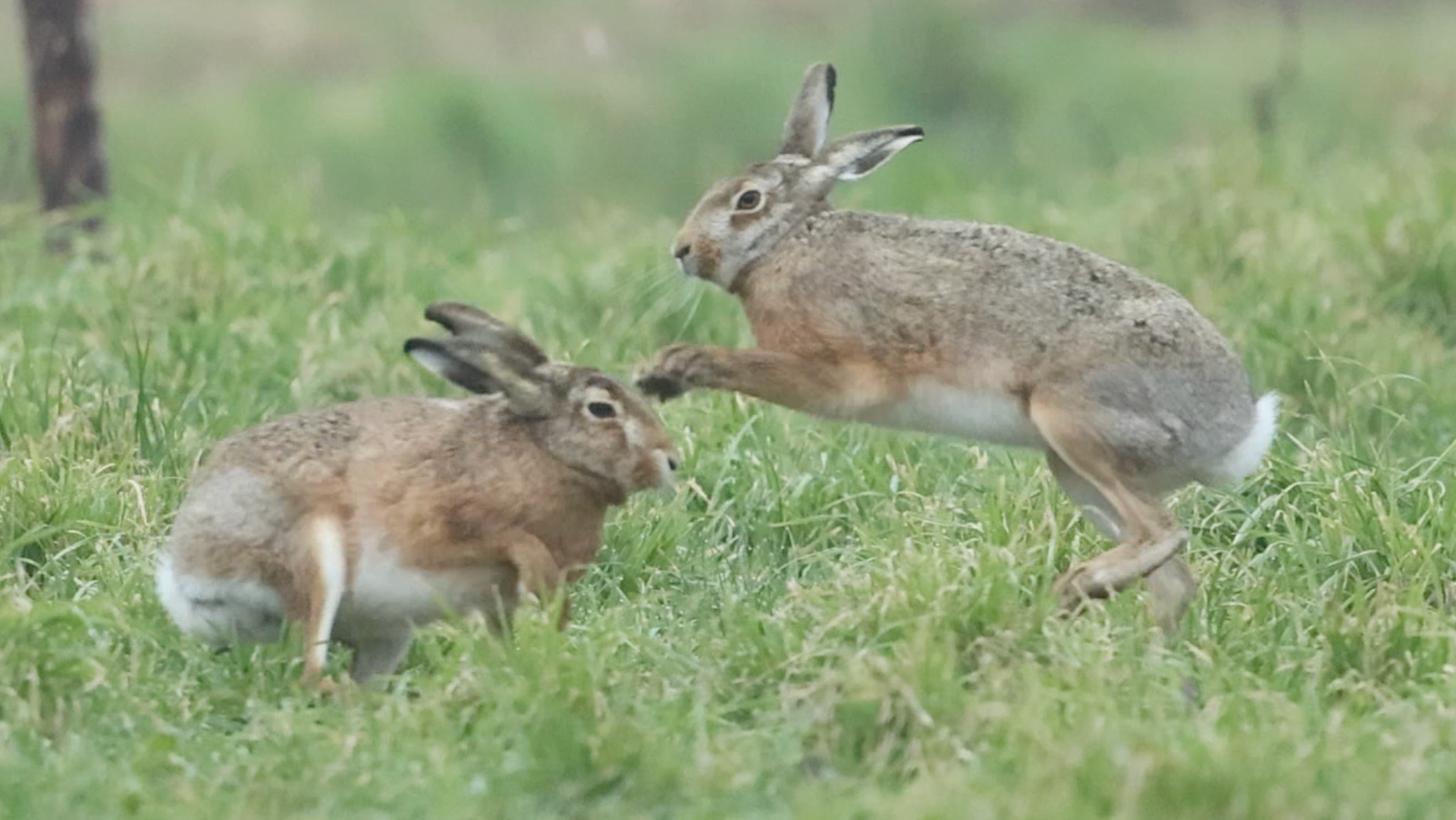 Rammelende hazen | Zelf Geschoten - Vroege Vogels - BNNVARA