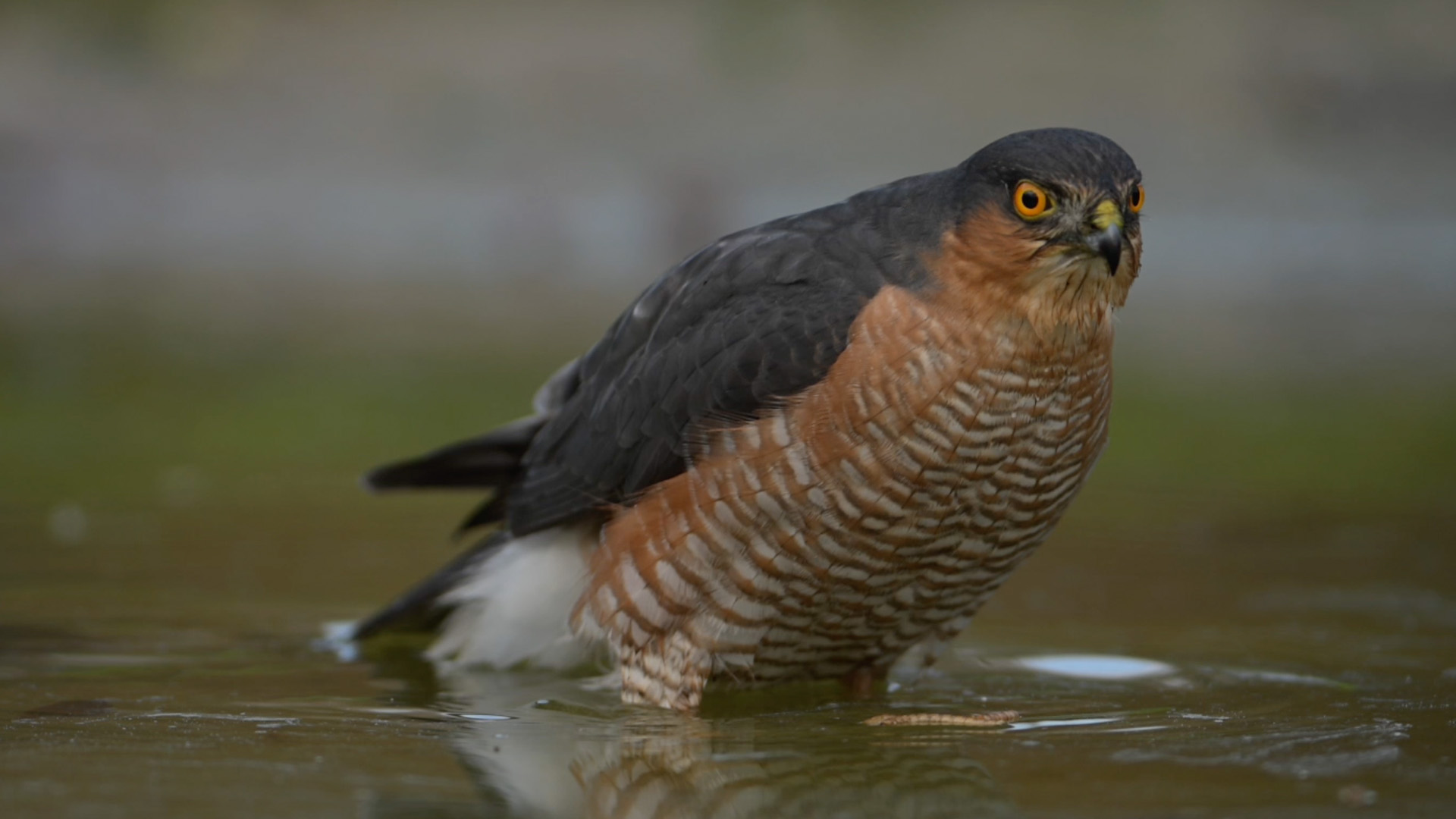 De sperwer in beeld | Zelf Geschoten - Vroege Vogels - BNNVARA