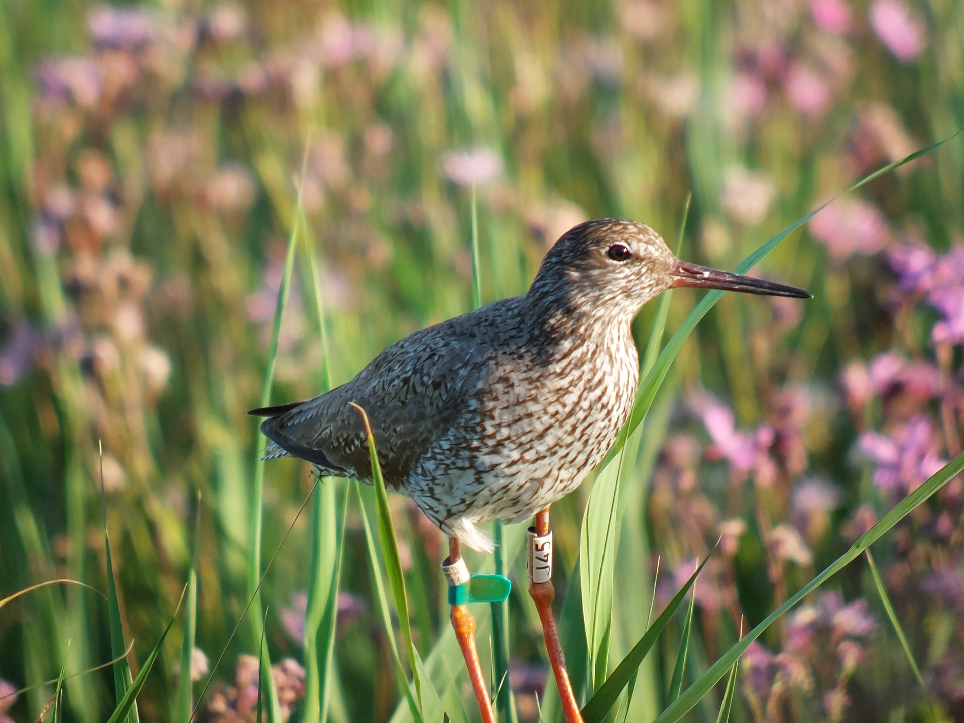 Gevlekte scheerling, tureluur, Merijn Tinga en alle overige onderwerpen ...