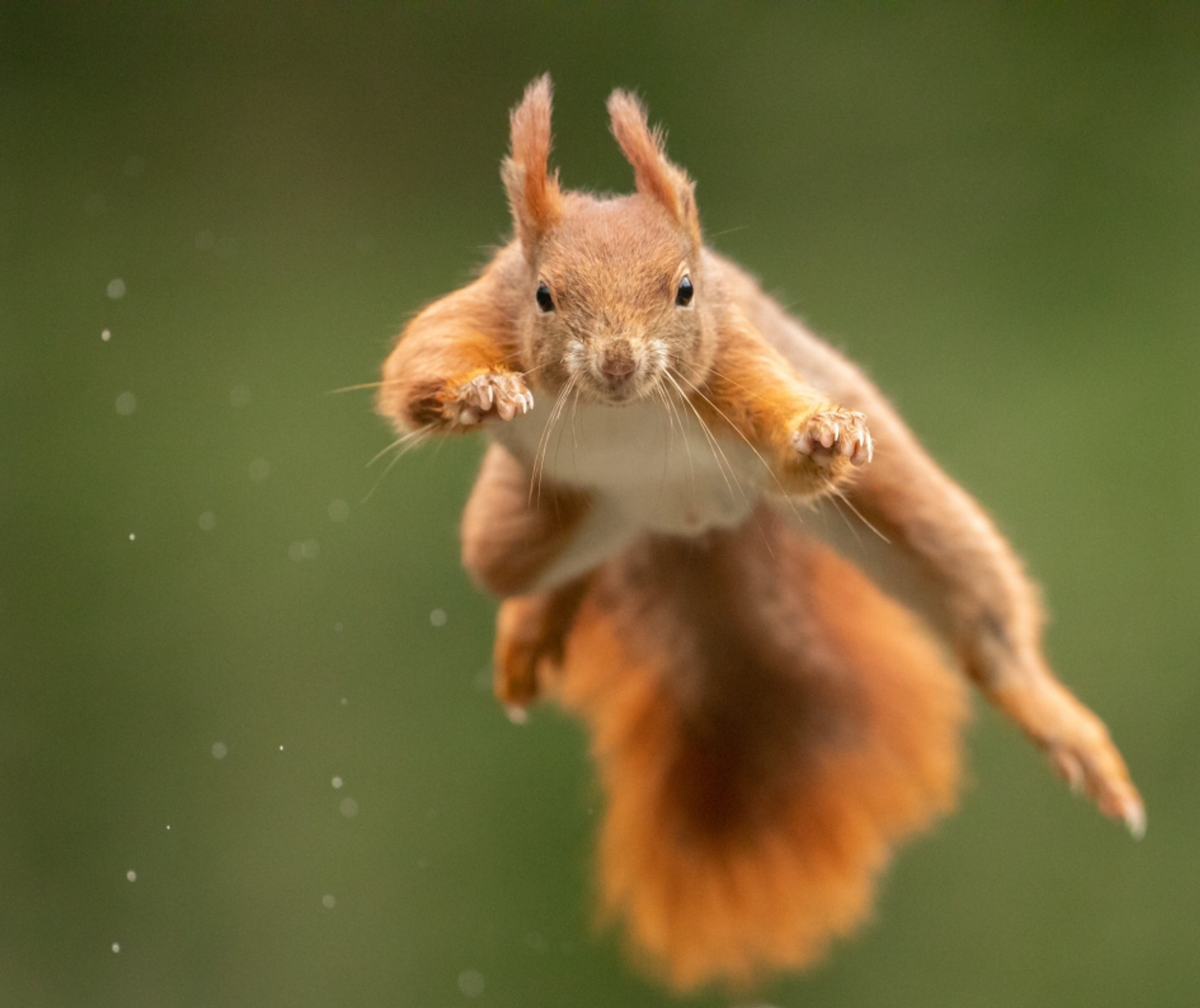 Vliegende eekhoorns! - Vroege Vogels - BNNVARA