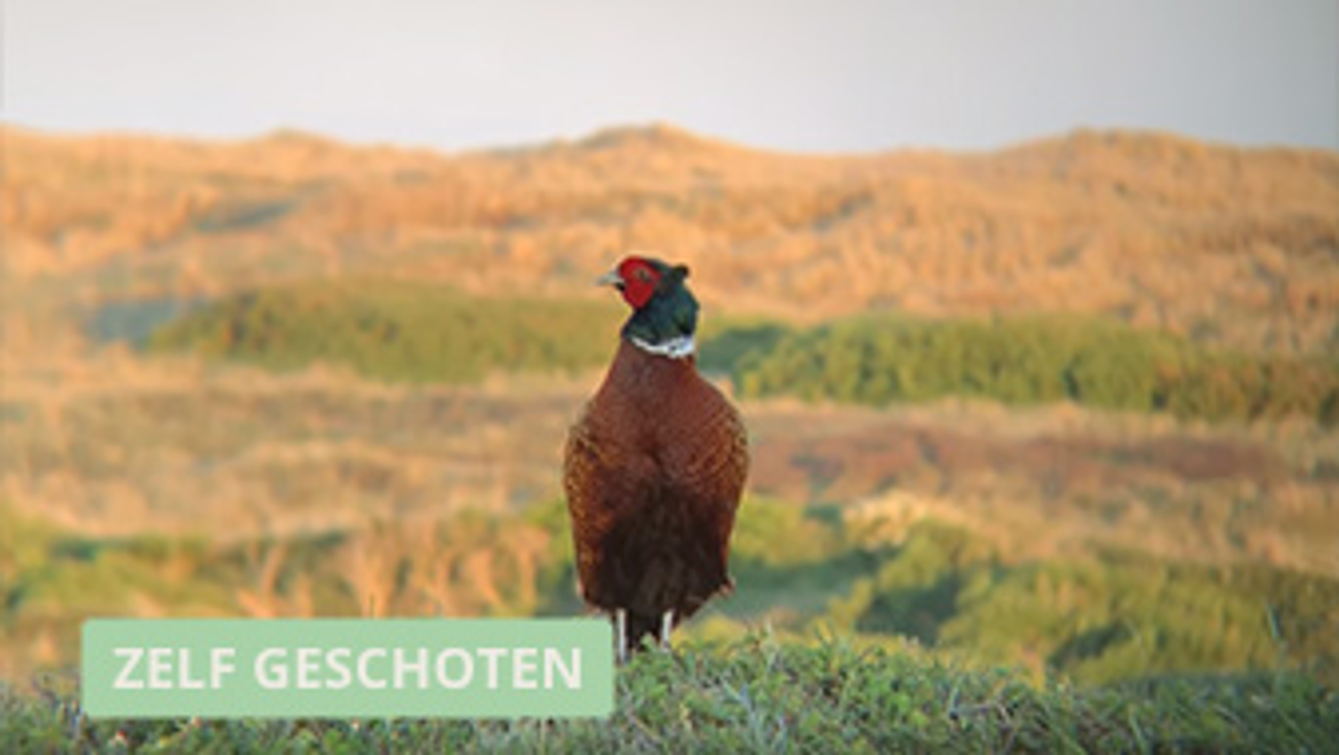 Fazant op Texel - Vroege Vogels - BNNVARA