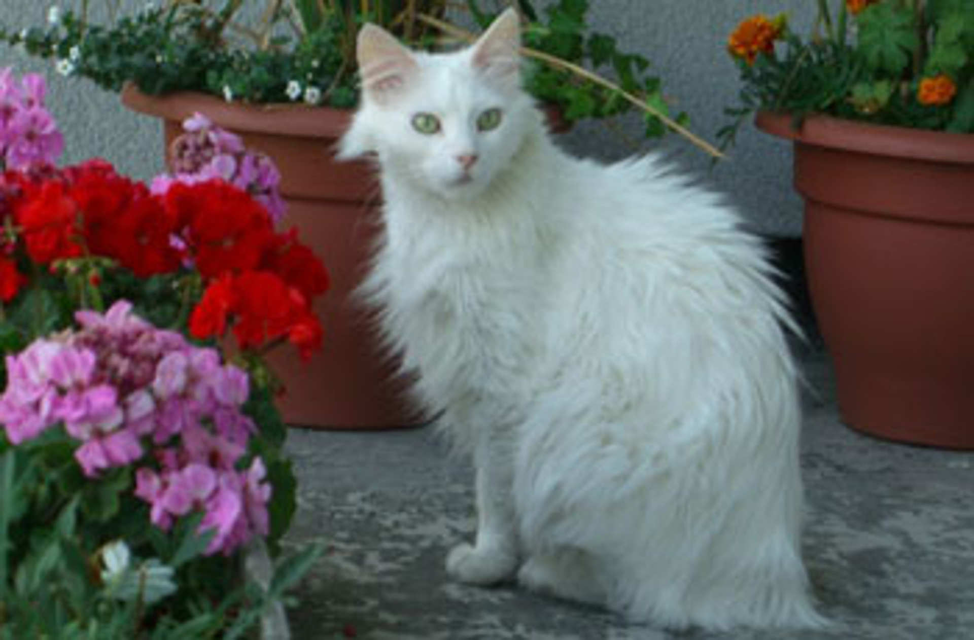 Venray vangt poepende katten - Vroege Vogels - BNNVARA