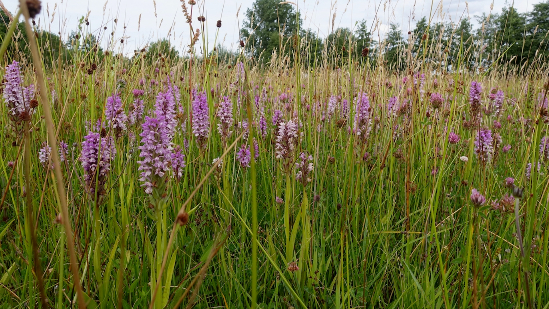 Explosie van orchideeën op Groene Grens | Video - Vroege Vogels - BNNVARA